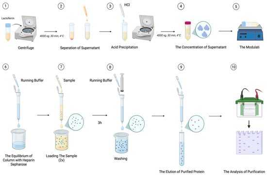 Optimizing Lactoferrin Isolation for Functional and Structural ...