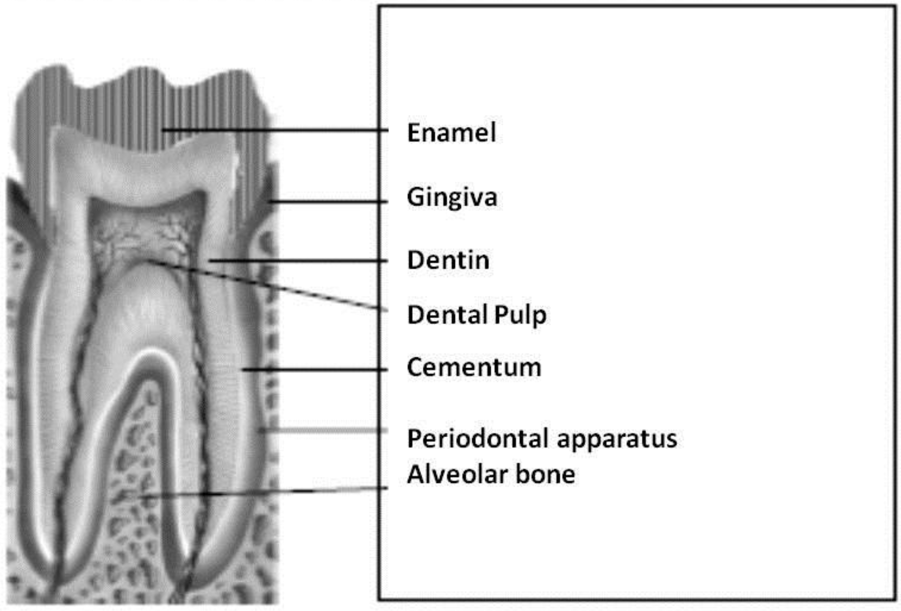 Nanomaterials for Tissue Engineering In Dentistry | MDPI