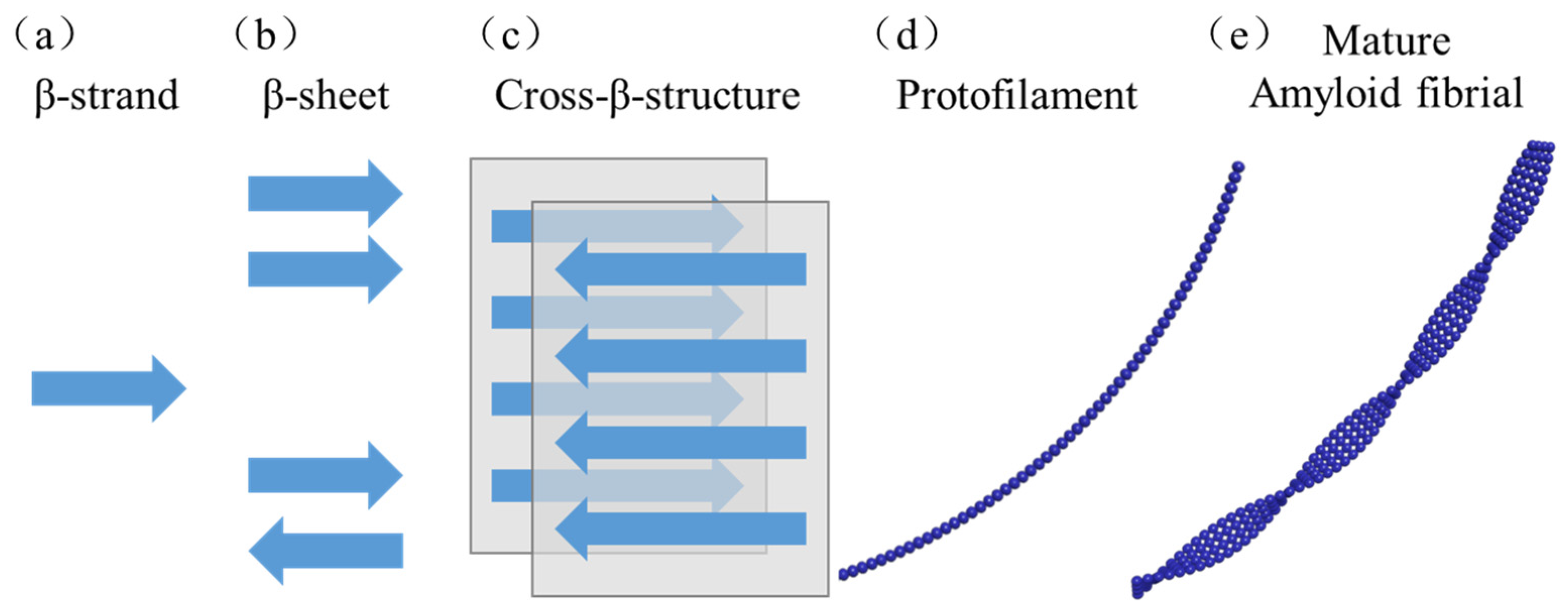 Amyloid Fibrils and Their Applications: Current Status and Latest ...