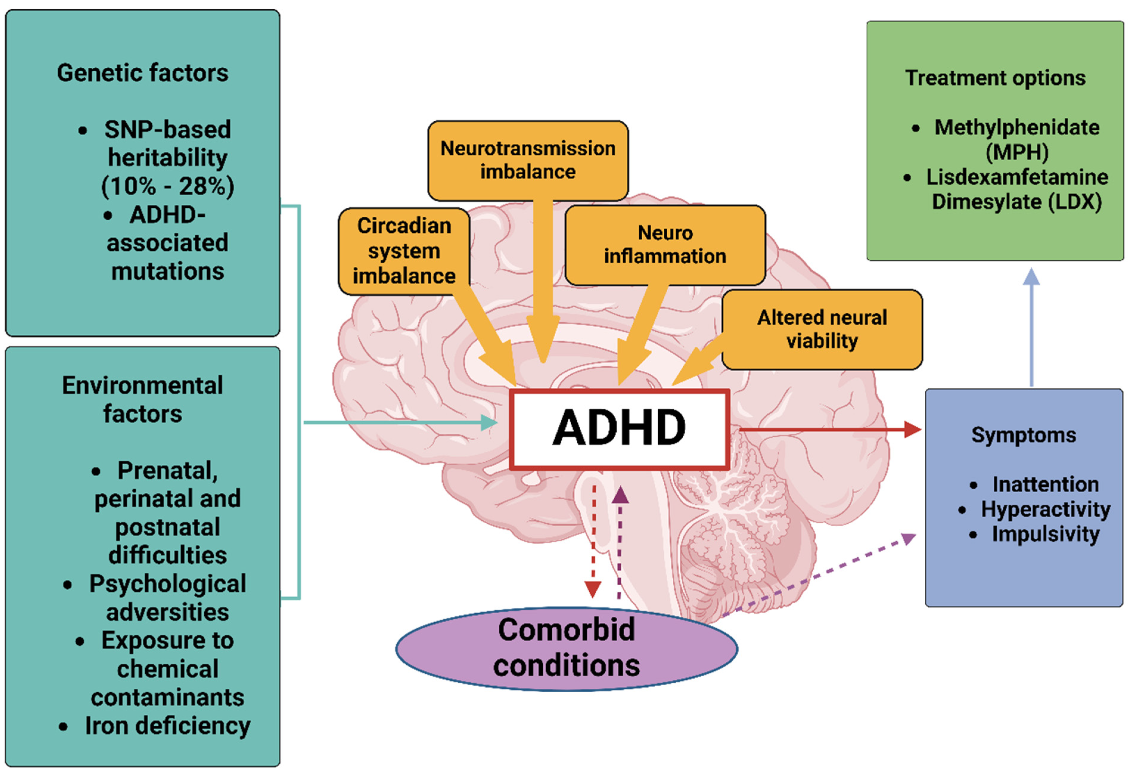 Unraveling Attention-Deficit/Hyperactivity Disorder Etiology: Current ...