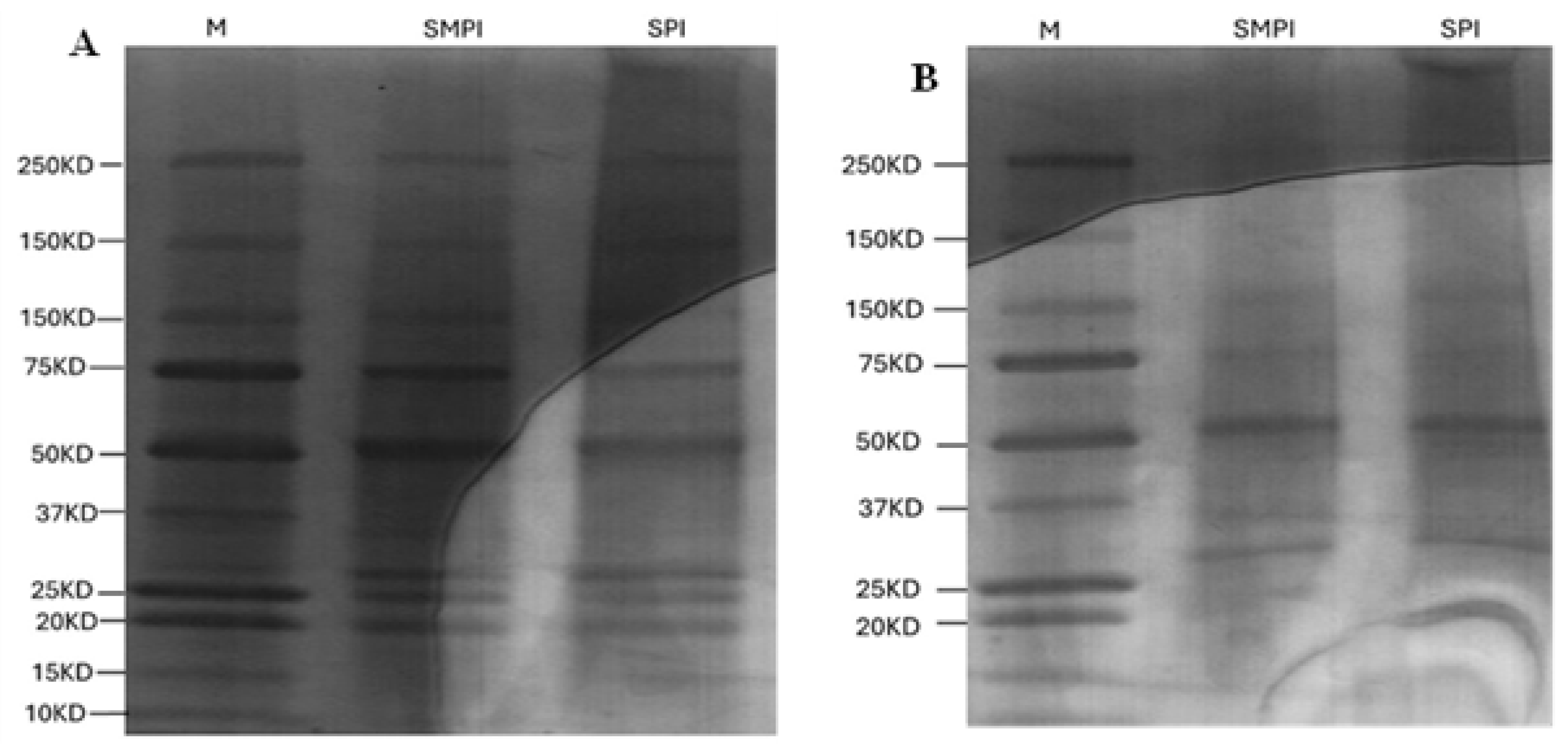 Extraction and Nutritional Value of Soybean Meal Protein Isolate | MDPI