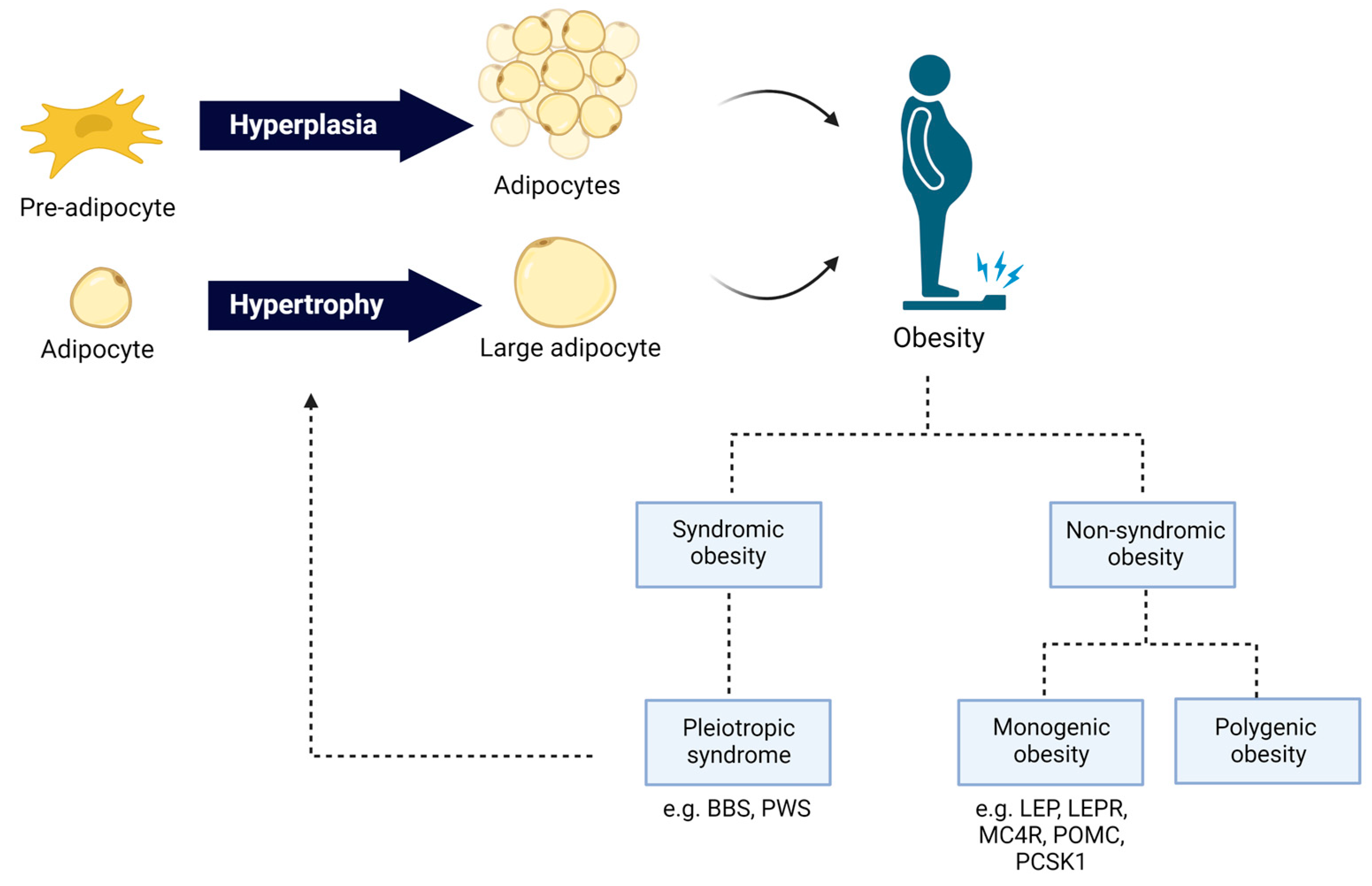 Adipose Tissue Hyperplasia and Hypertrophy in Common and Syndromic ...