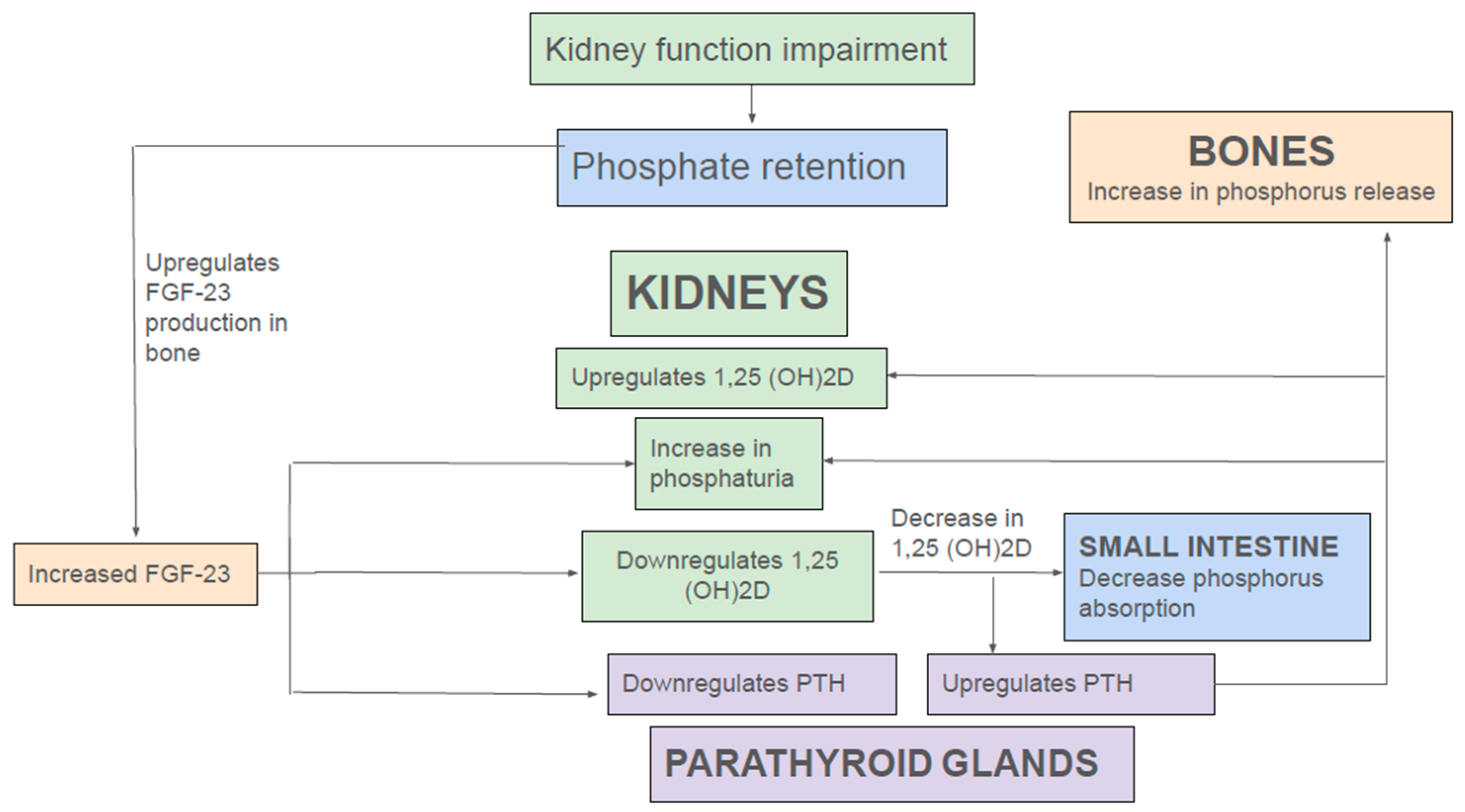 Hyperphosphatemia in Kidney Failure: Pathophysiology, Challenges, and ...