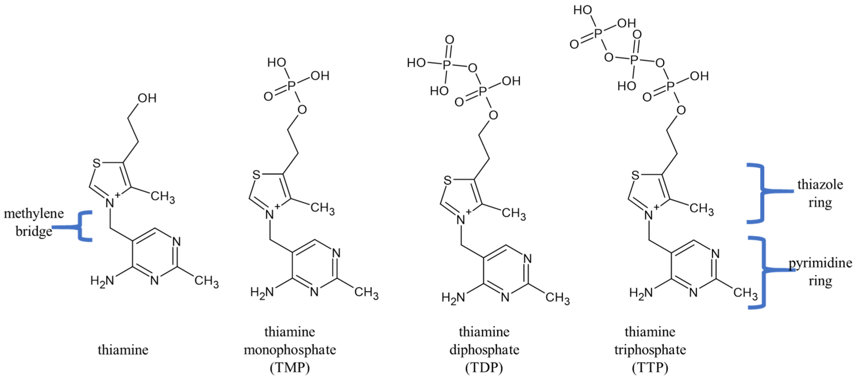 Thiamine (Vitamin B1)—An Essential Health Regulator | MDPI