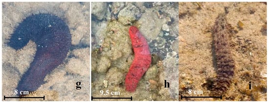 Annotated Checklist and Biodiversity of Sea Cucumbers (Holothuroidea ...