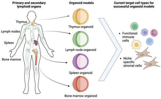 Organoid Models of Lymphoid Tissues | MDPI