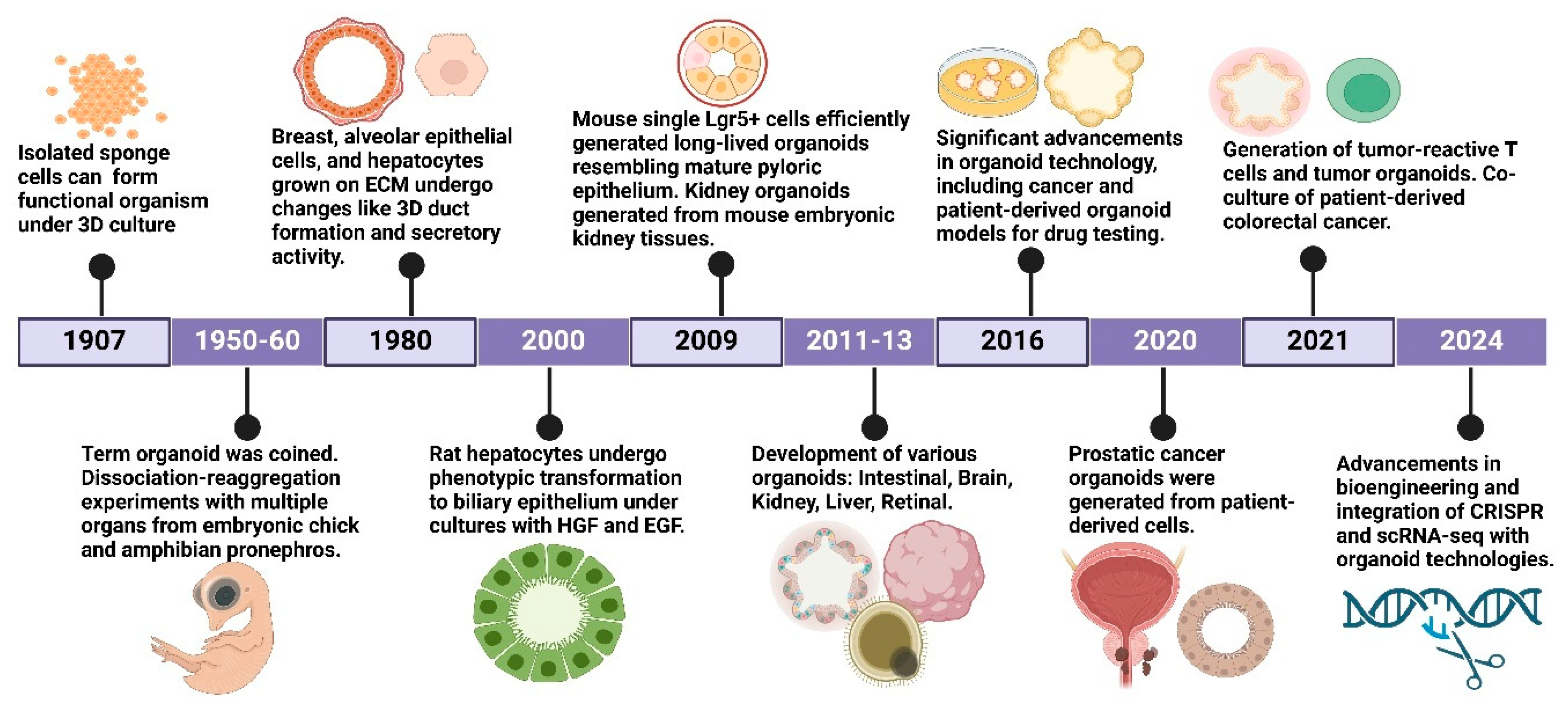 A Concise Review of Organoid Tissue Engineering: Regenerative ...