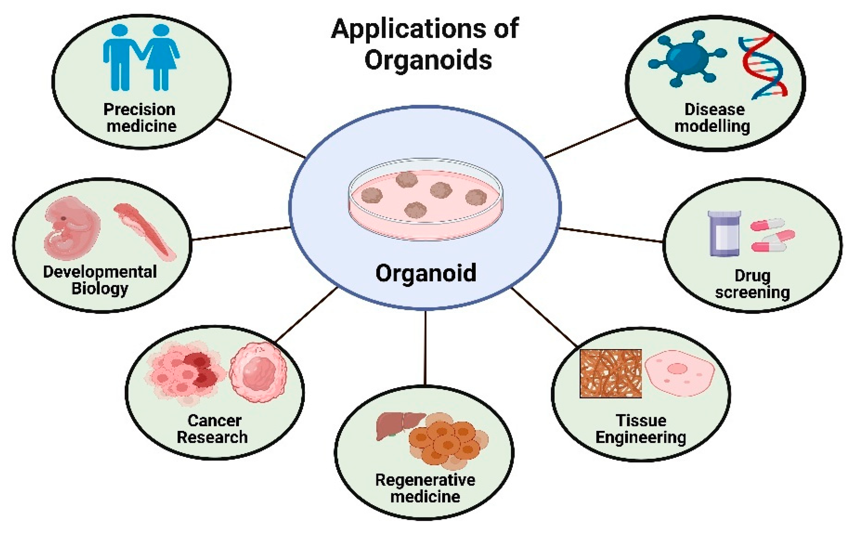 A Concise Review of Organoid Tissue Engineering: Regenerative ...