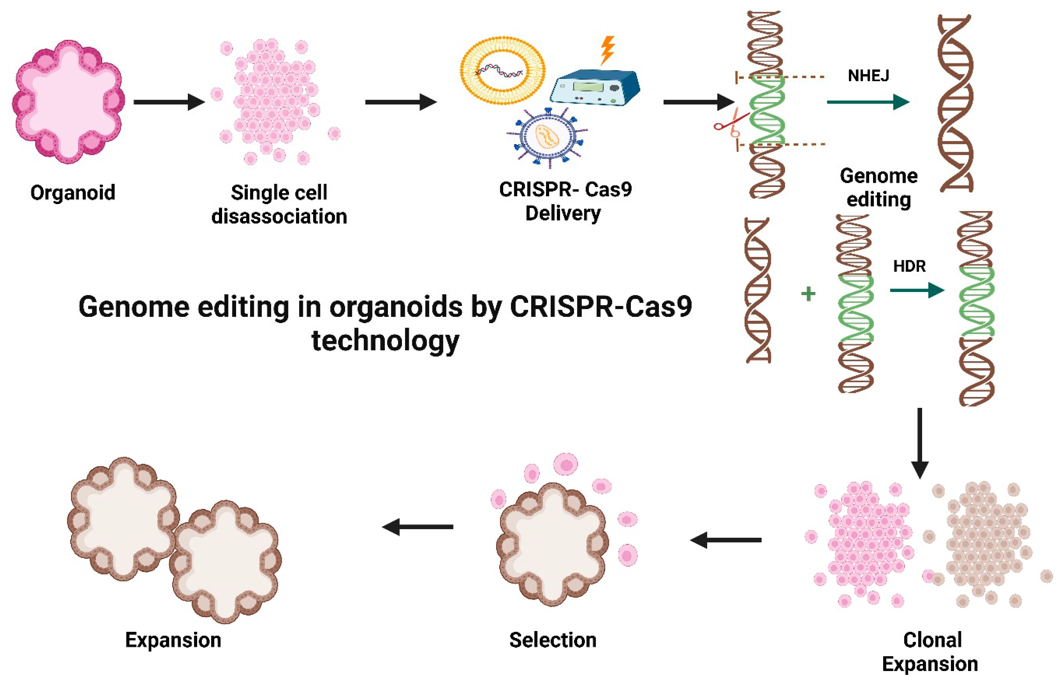 A Concise Review of Organoid Tissue Engineering: Regenerative ...