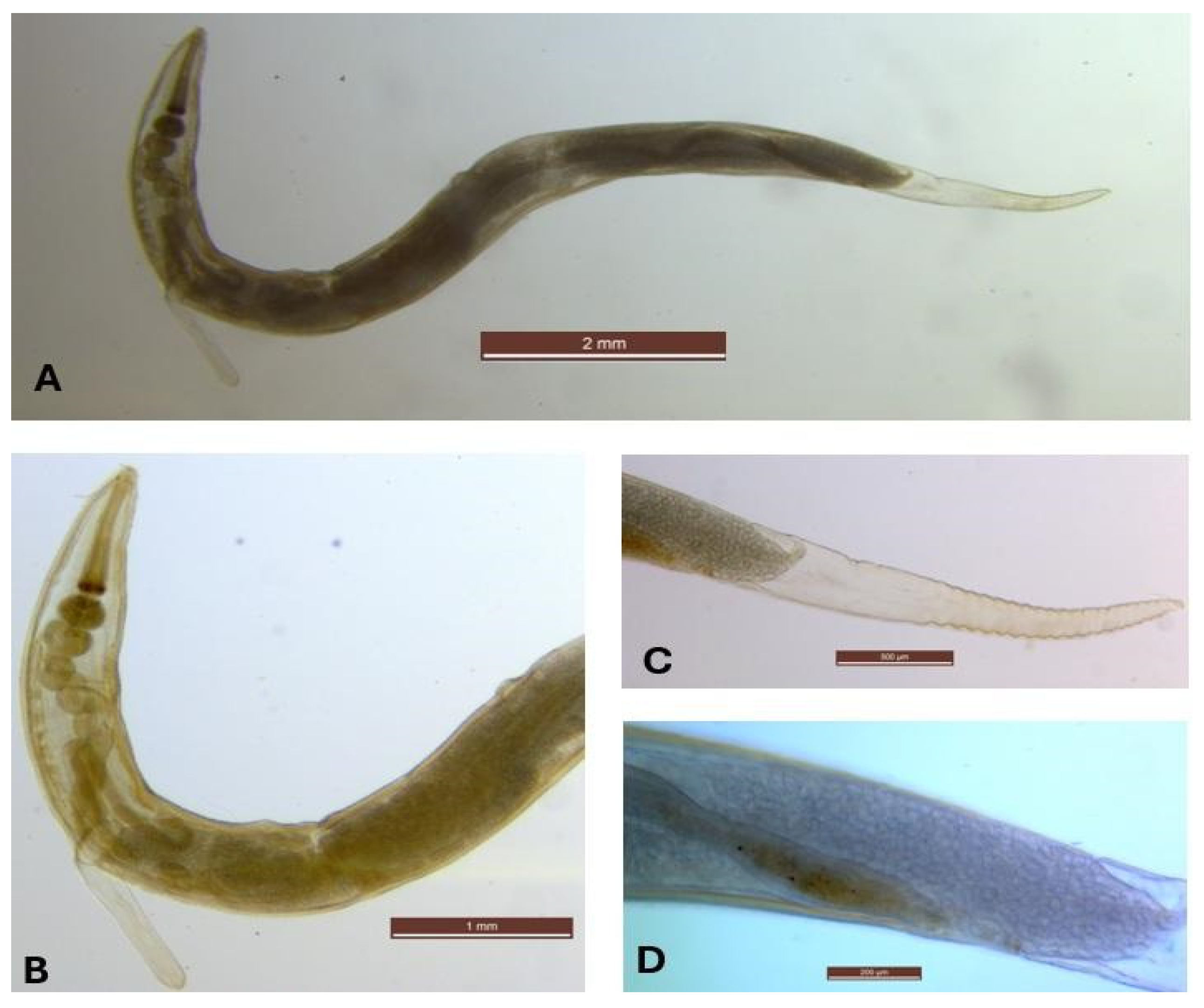 First Record of Helminth Parasitism in the Rodent (Dinomys branickii ...