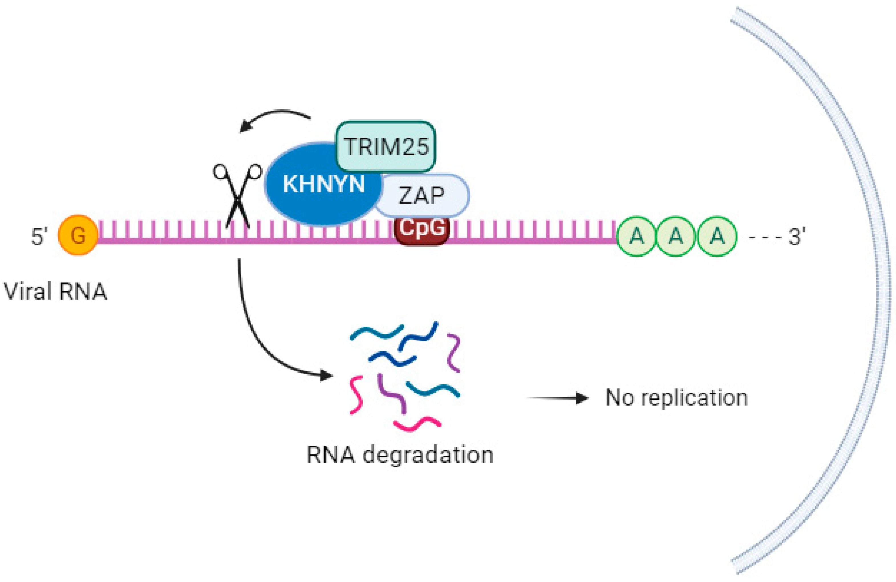 Antiviral Activity of Zinc Finger Antiviral Protein (ZAP) in Different ...