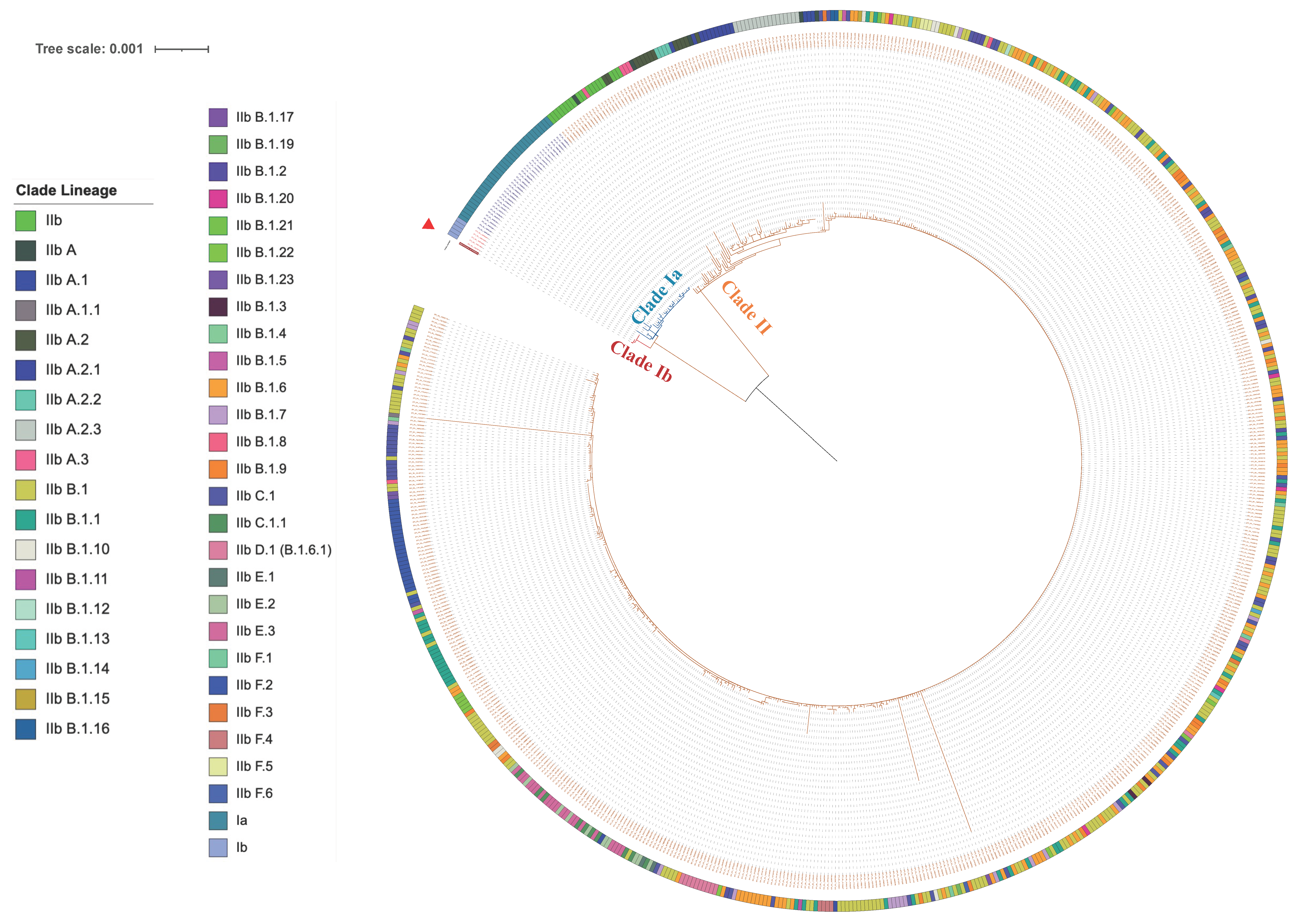 Complete Genome Sequence Analysis of the First Imported Mpox Virus ...