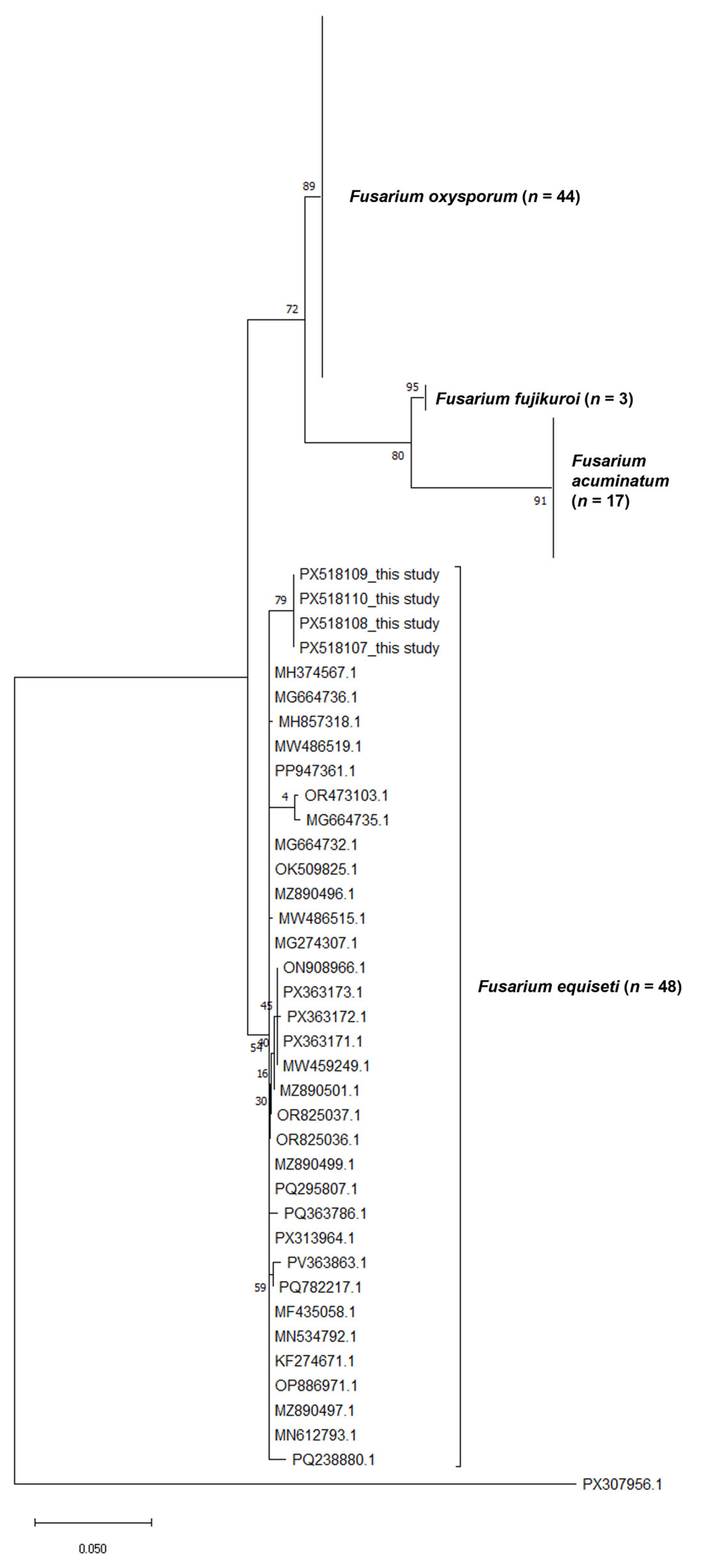 Fusarium equiseti Pathogen of Potato in Kenya and Its Potential In ...