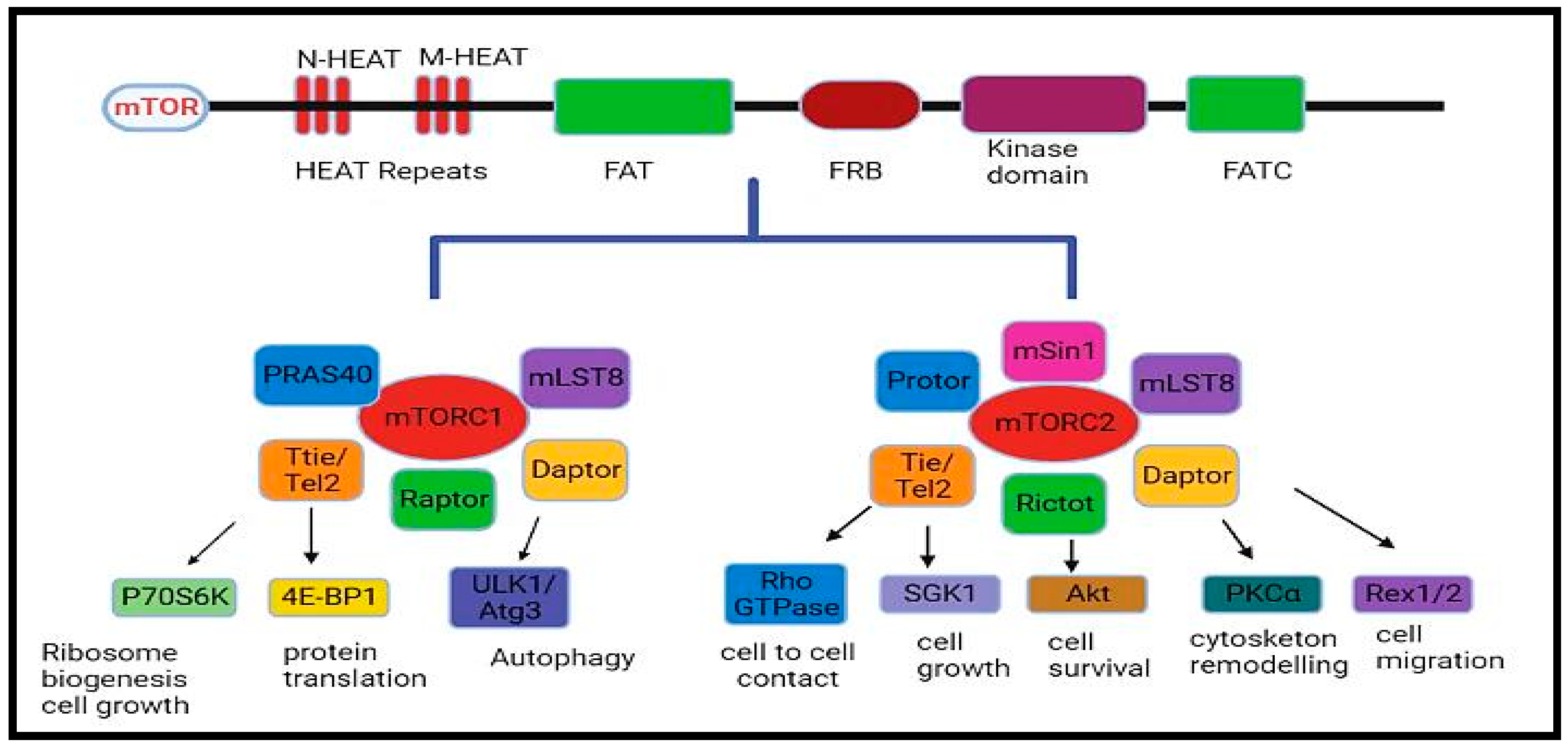 Exploring the mTOR Signalling Pathway and Its Inhibitory Scope in ...
