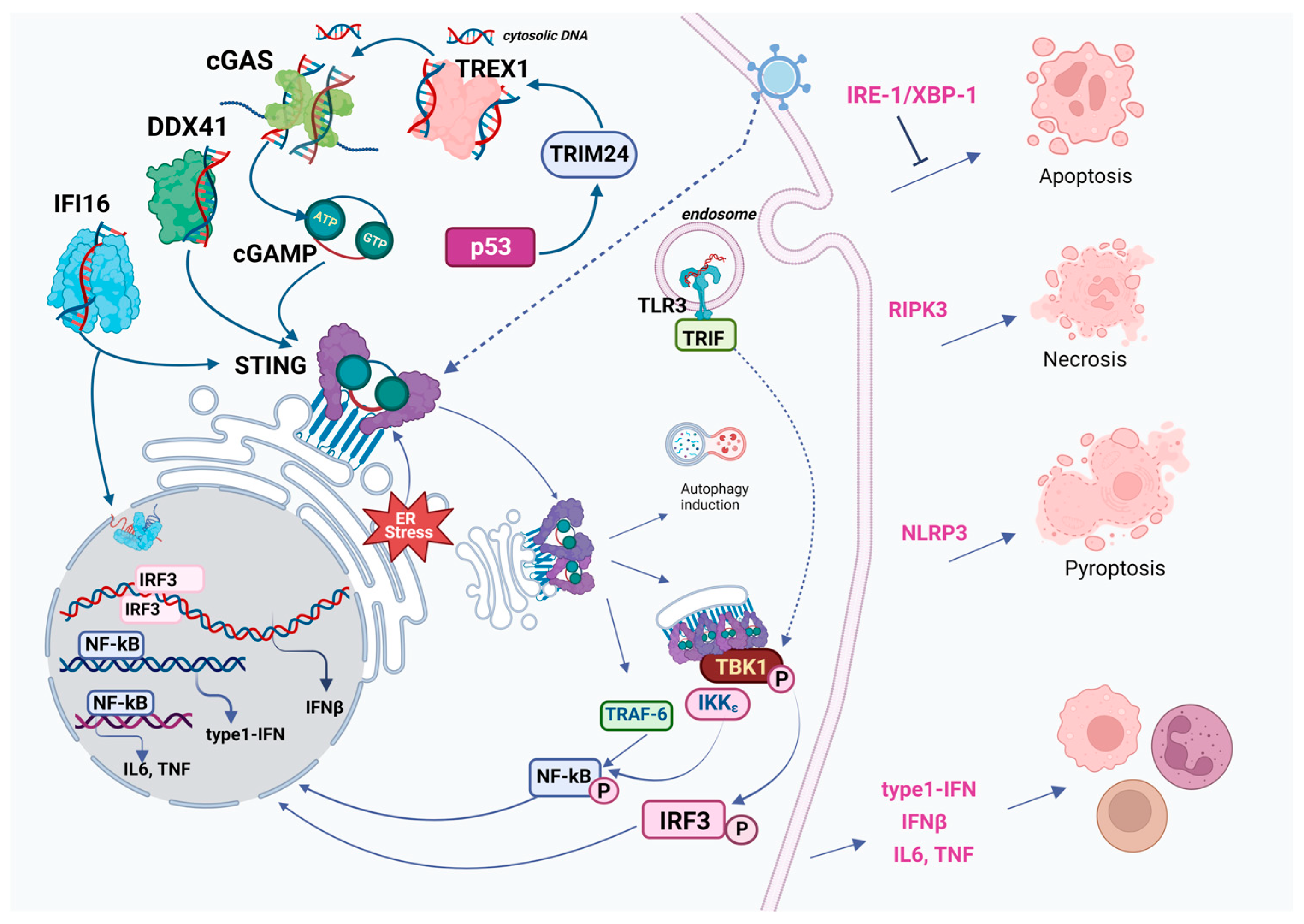 At the Crossroads of the cGAS-cGAMP-STING Pathway and the DNA Damage ...