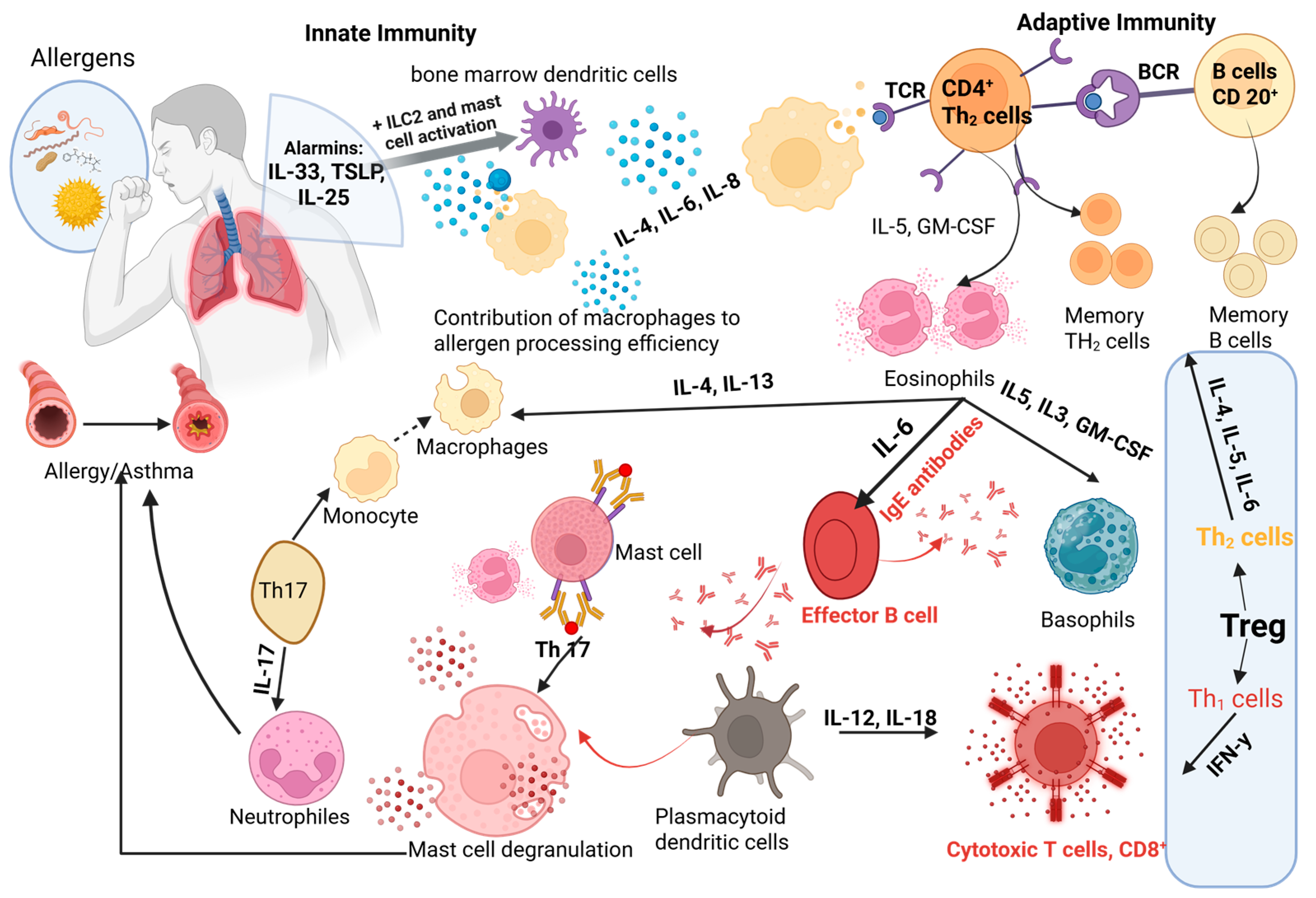Targeted Biologic Therapies in Severe Asthma: Mechanisms, Biomarkers ...