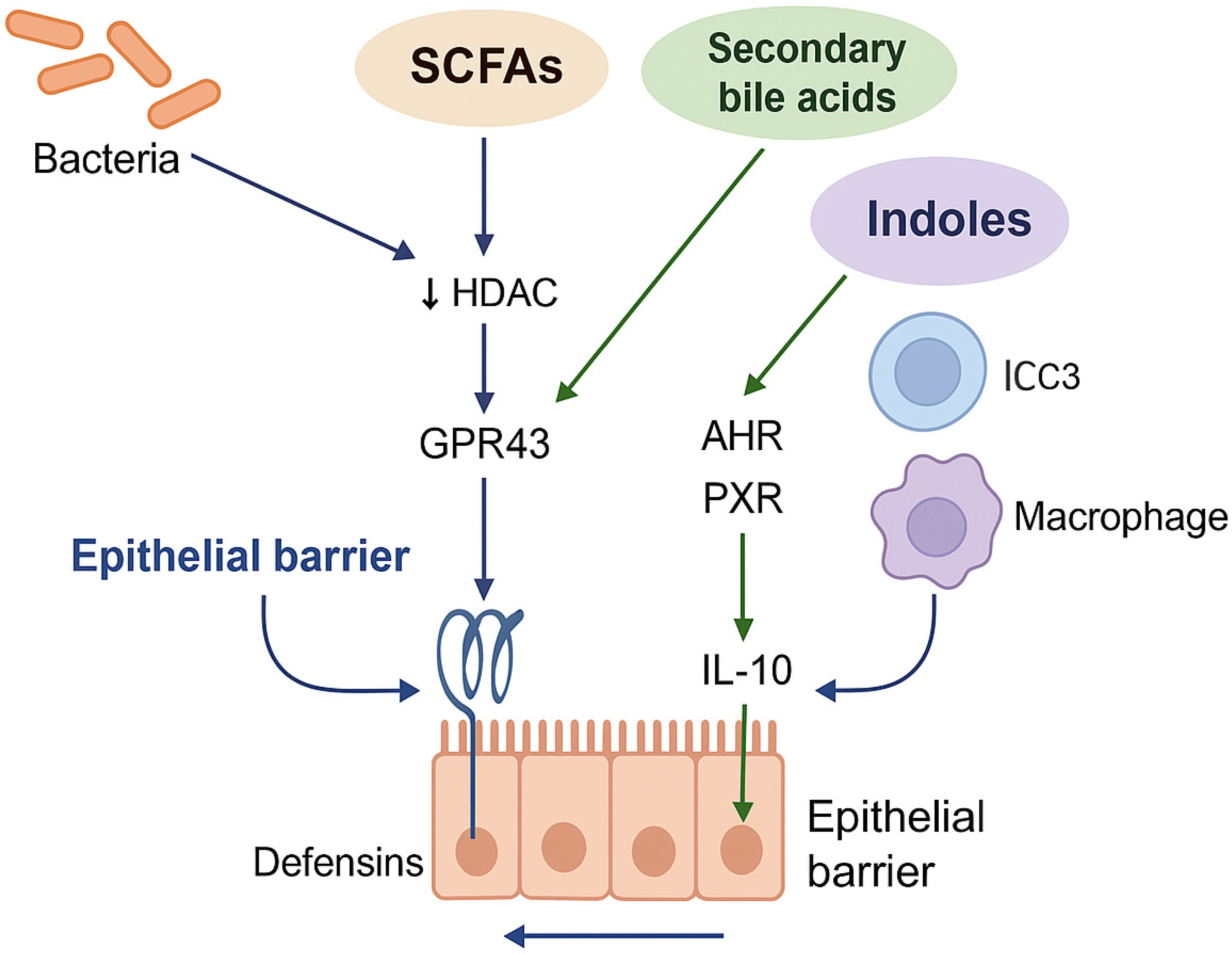 Microbiota-Driven Strategies for Managing IBD-Associated Risks: From ...