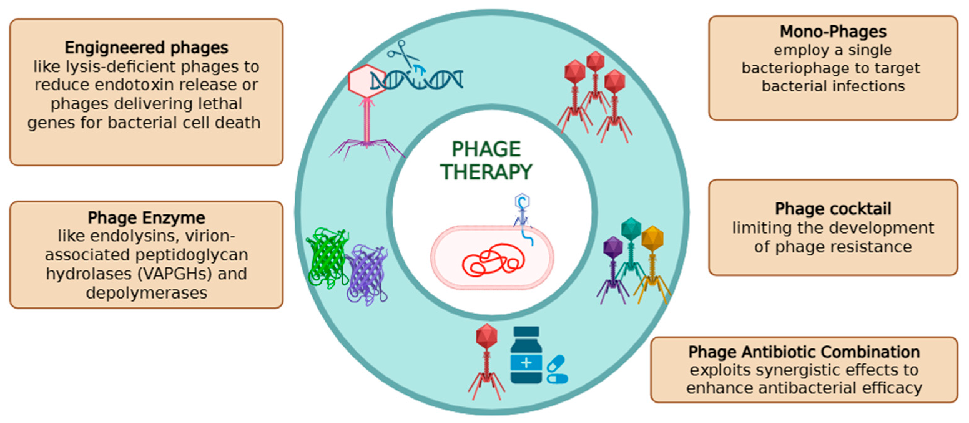 Phage Therapy at the Crossroads Between Clinical Promise and Regulatory ...