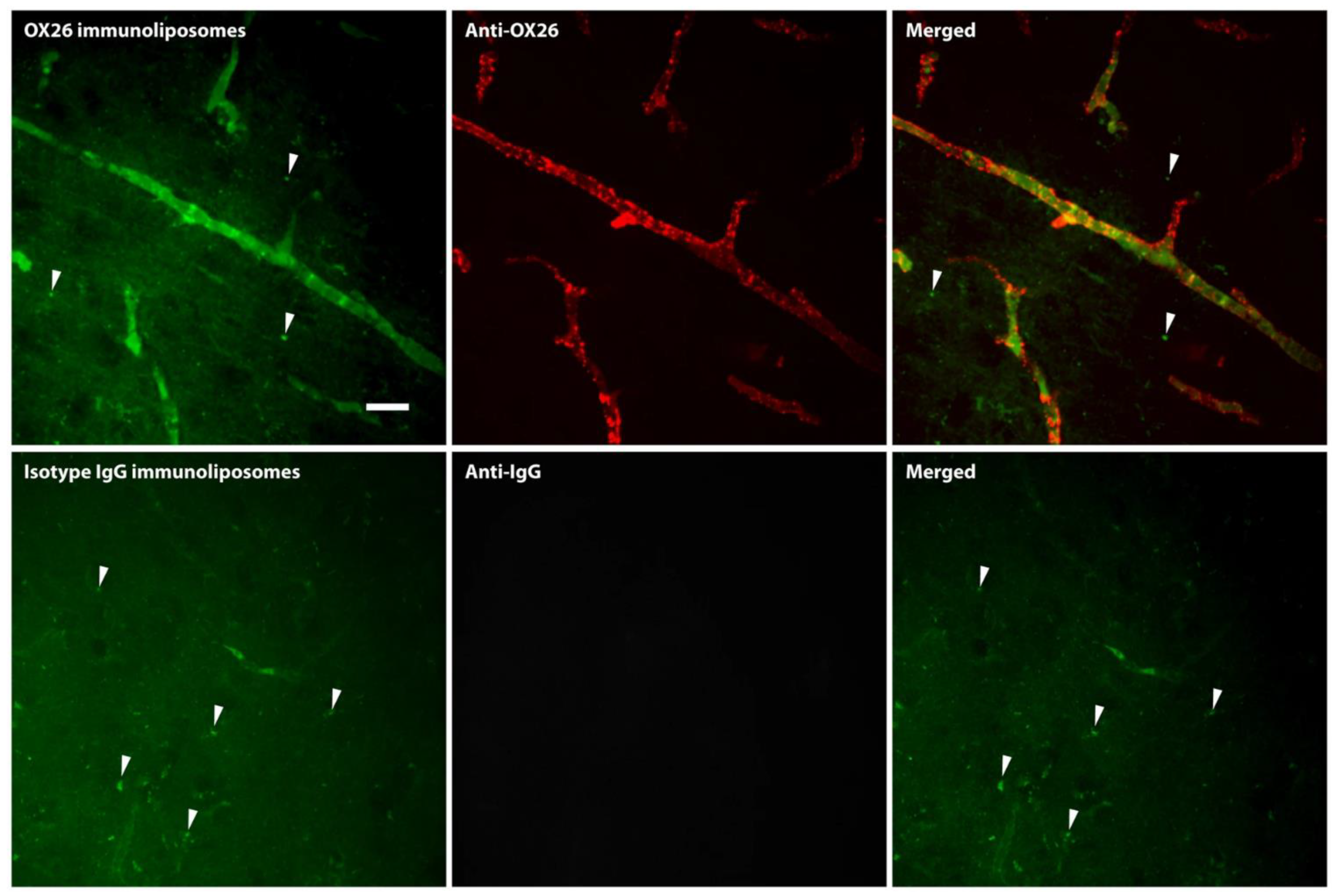 Blood–Brain Barrier Transport of Transferrin Receptor-Targeted ...