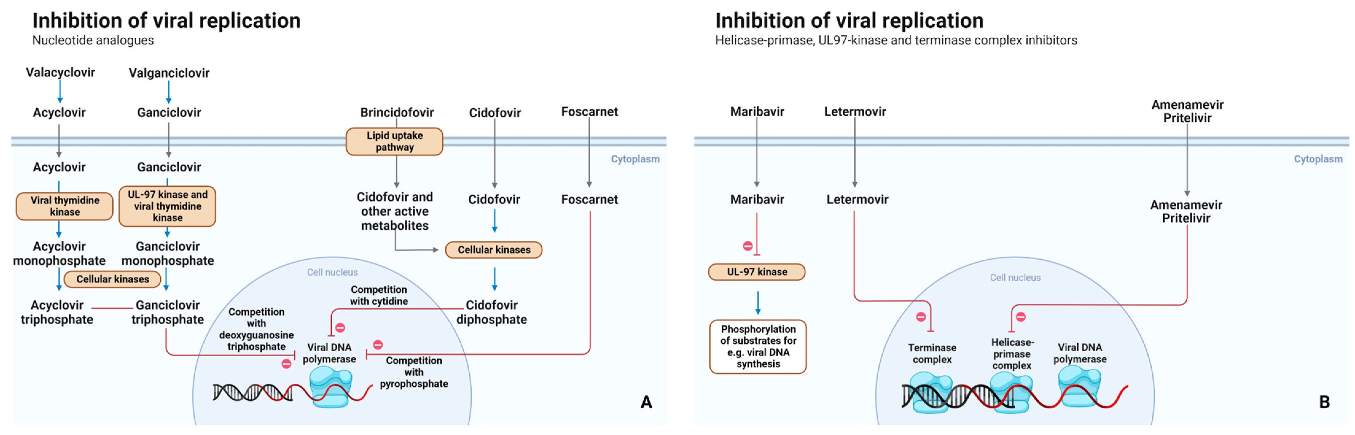 Optimizing Antiviral Dosing for HSV and CMV Treatment in ...