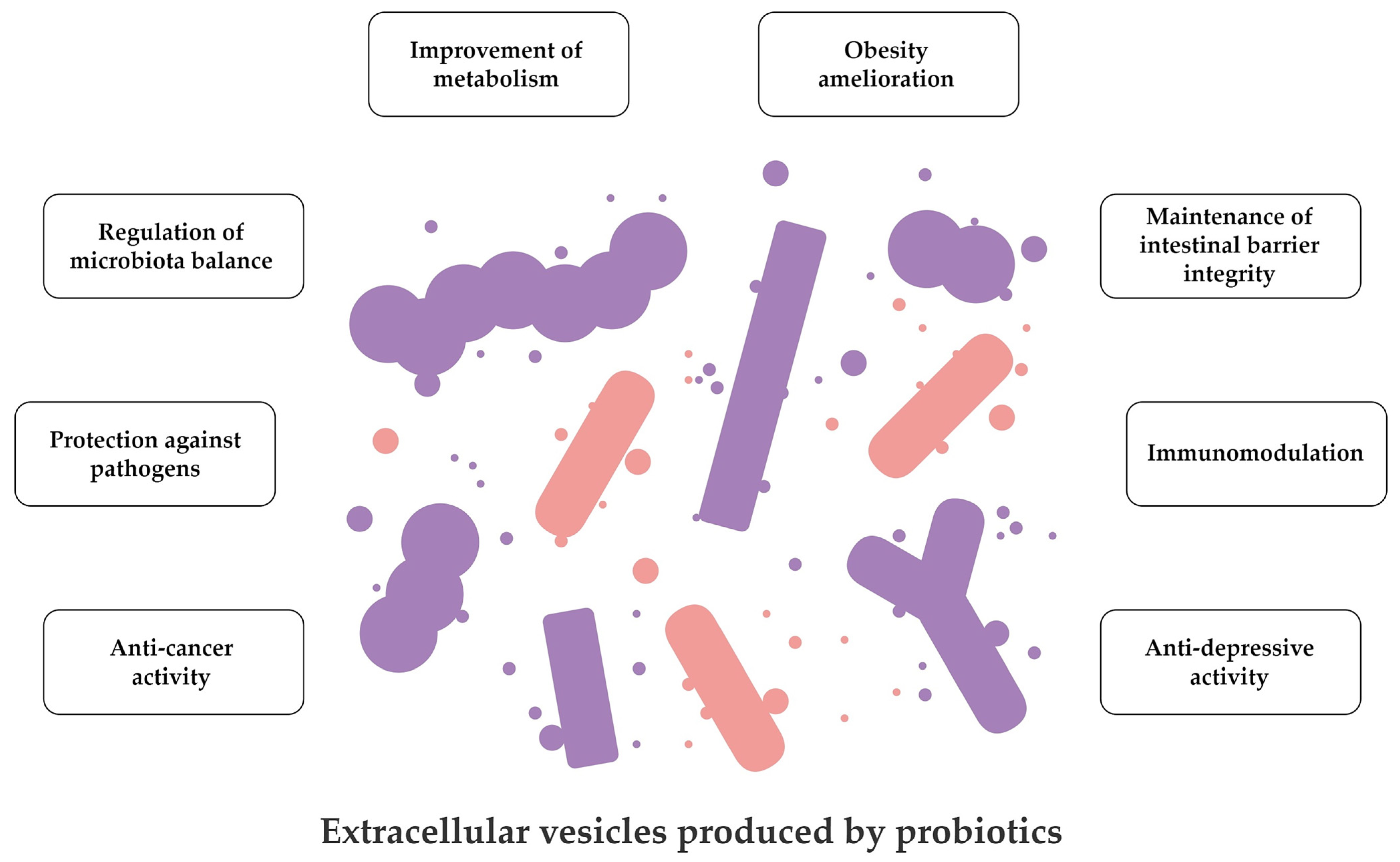 Extracellular Vesicles of Probiotics: Shedding Light on the Biological ...