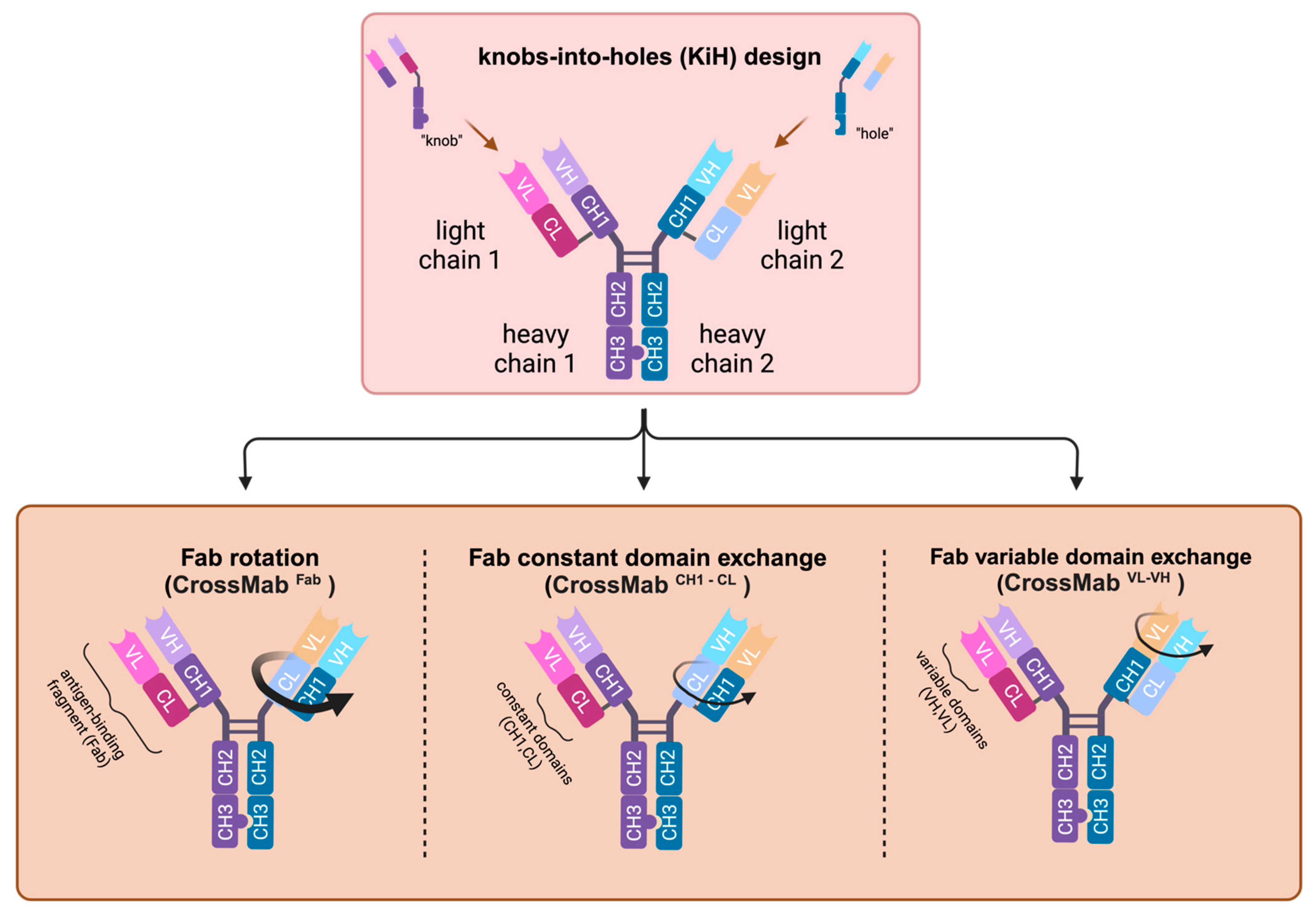 Fc-Engineered Therapeutic Antibodies: Recent Advances and Future ...