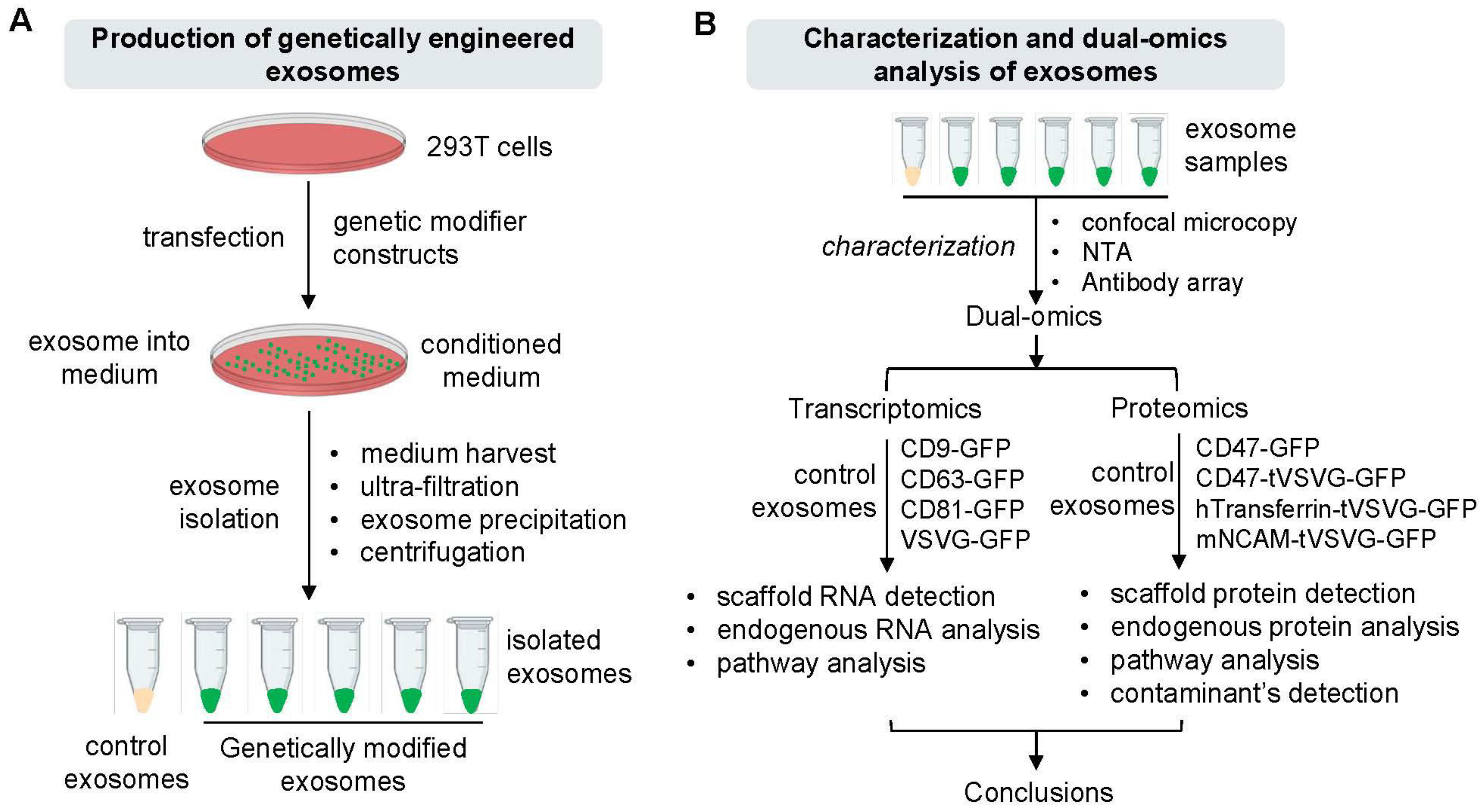 Dual-Omics Approach Unveils Novel Perspective on the Quality Control of ...