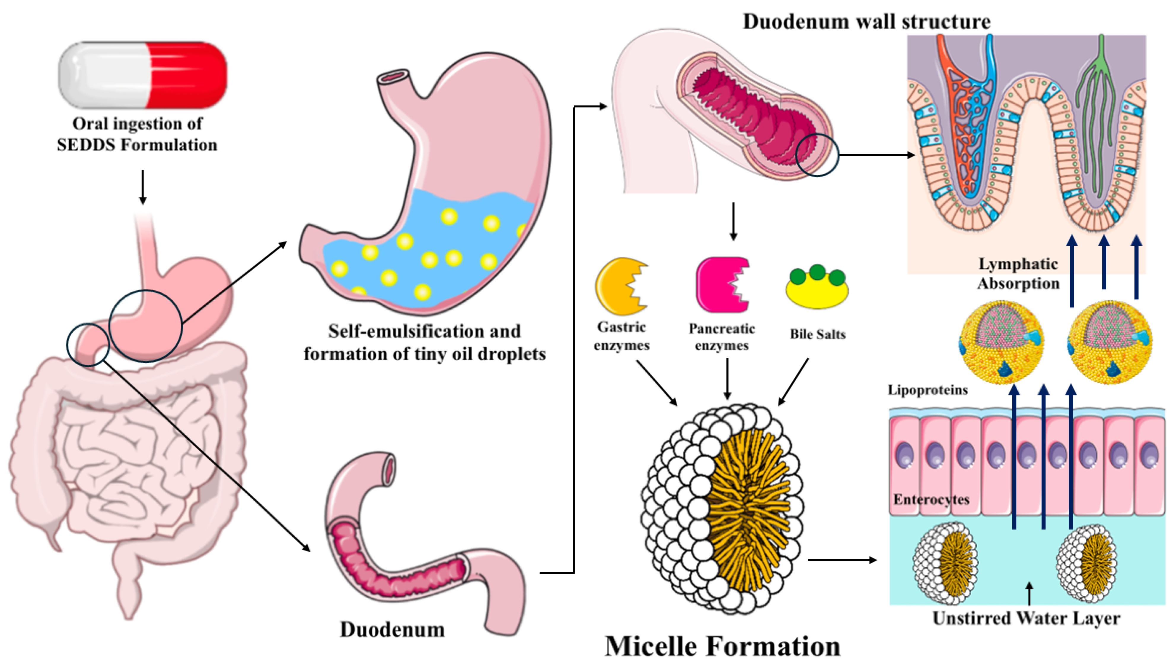 Self-Emulsifying Drug Delivery Systems (SEDDS): Transition from Liquid ...