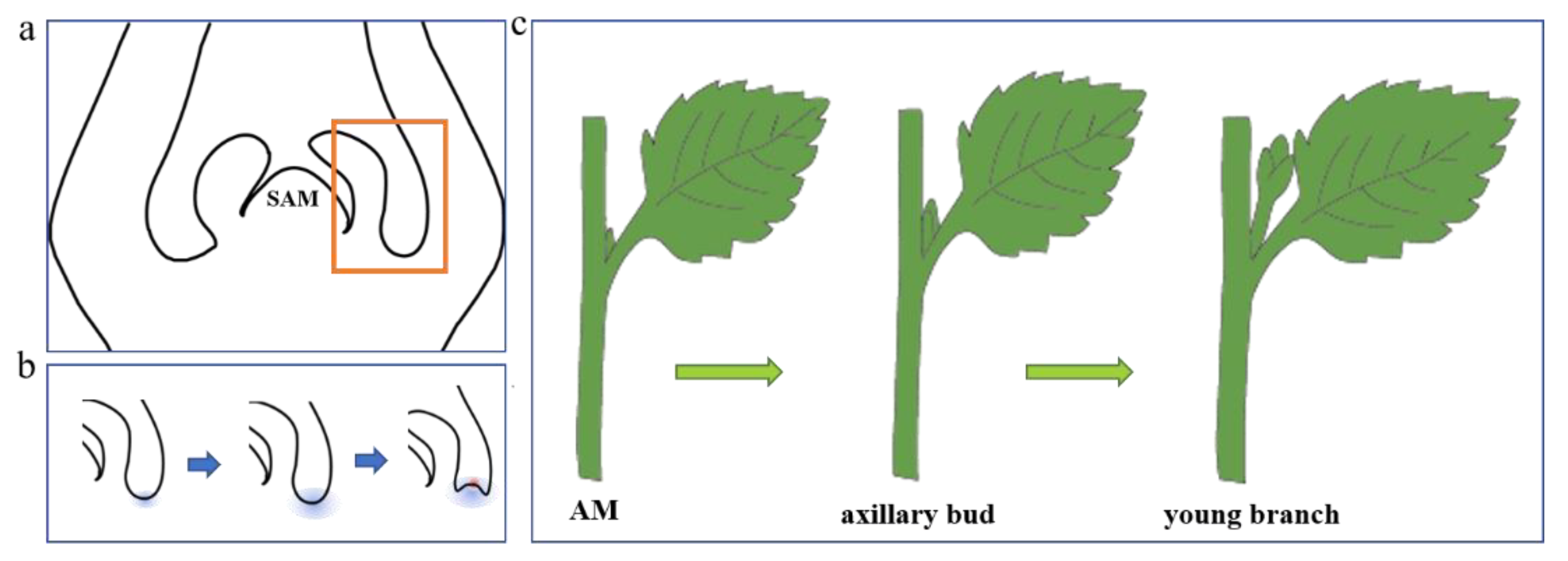 The Role of Transcription Factors in the Regulation of Plant Shoot ...
