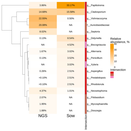 The Diversity of Fungal Endophytes from Wild Grape Vitis amurensis Rupr ...