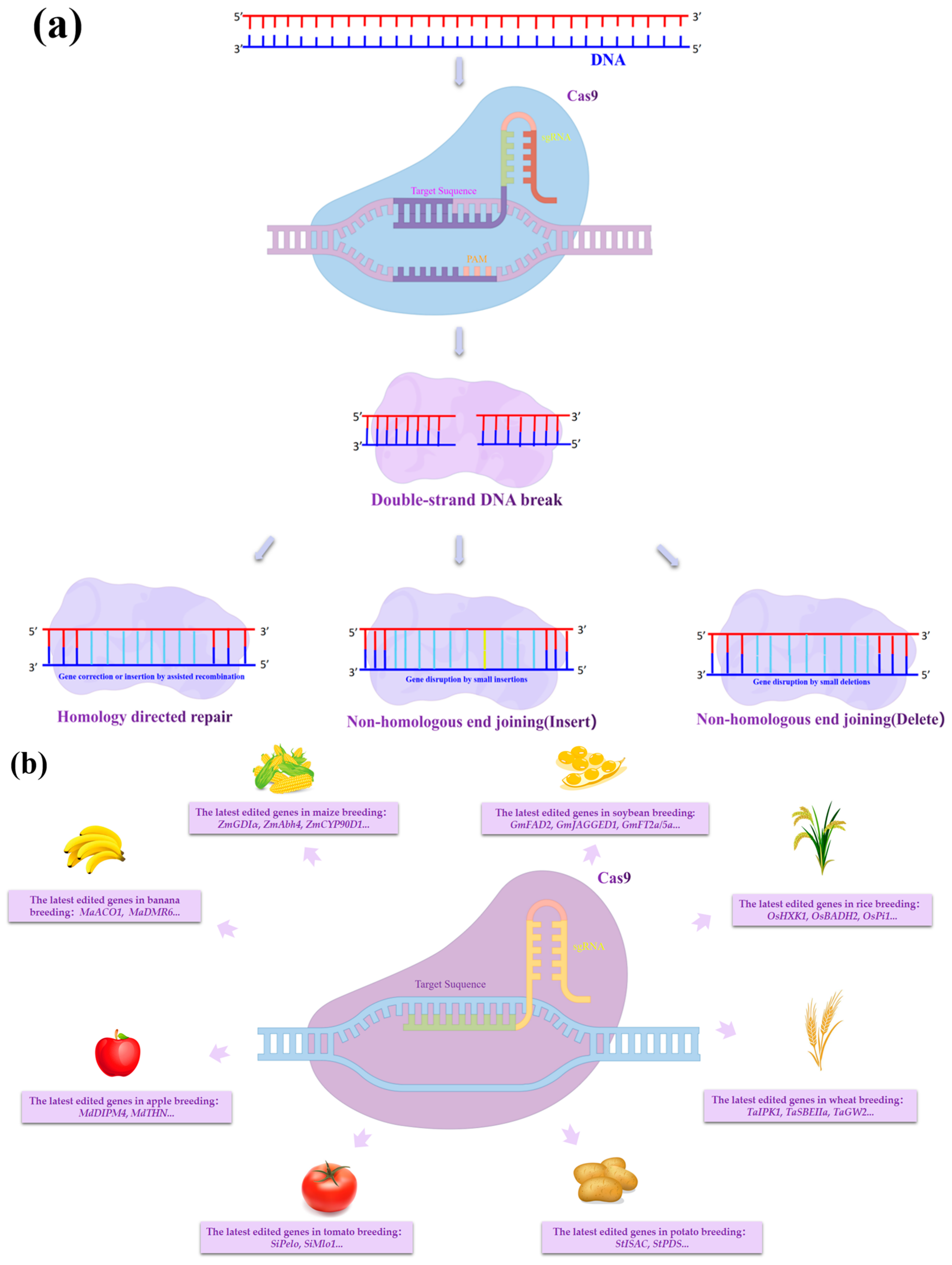 Strategies and Methods for Improving the Efficiency of CRISPR/Cas9 Gene ...