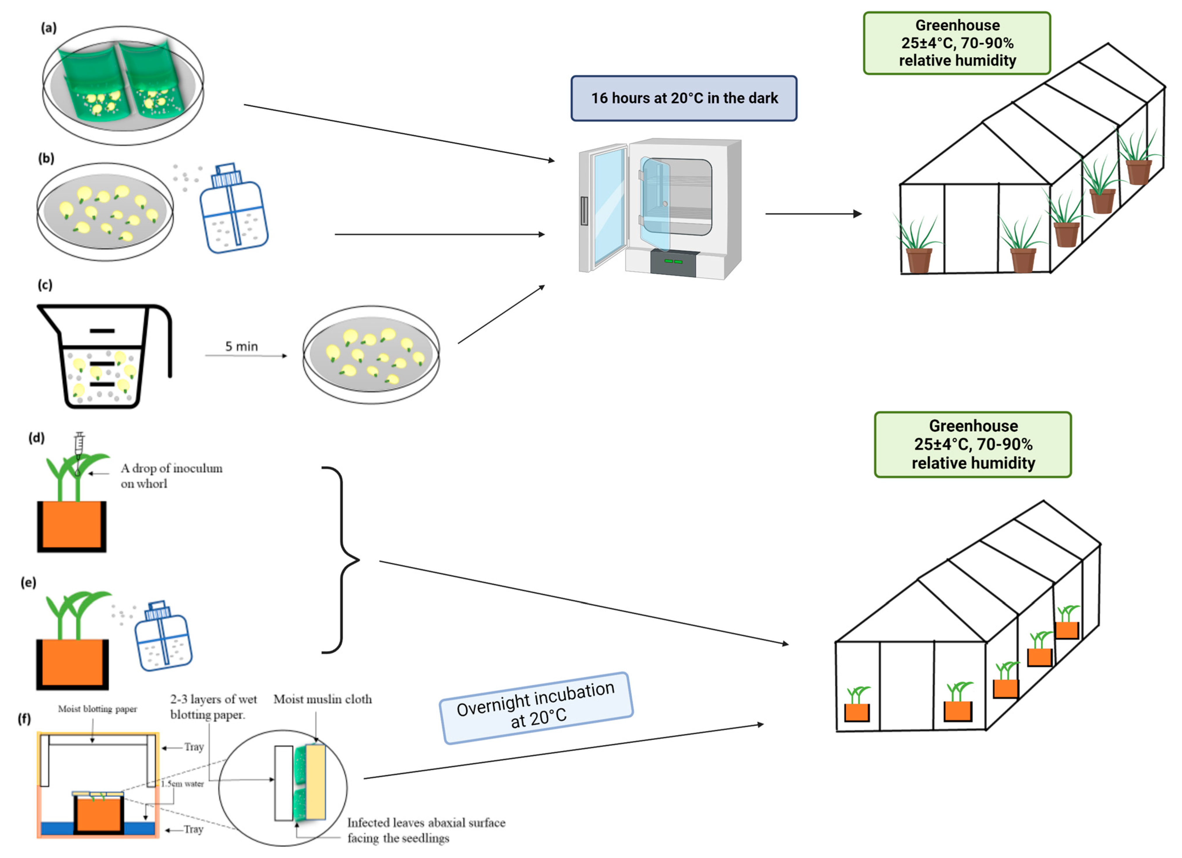 Inoculation and Screening Methods for Major Sorghum Diseases Caused by ...