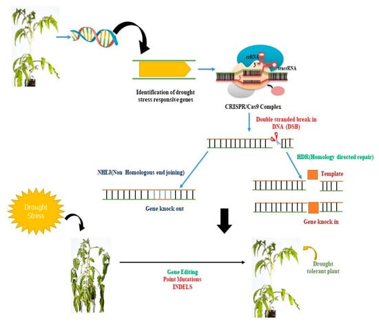 Enhancing Crop Resilience to Drought Stress through CRISPR-Cas9 Genome ...