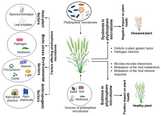 Phyllosphere Microbiome in Plant Health and Disease | MDPI