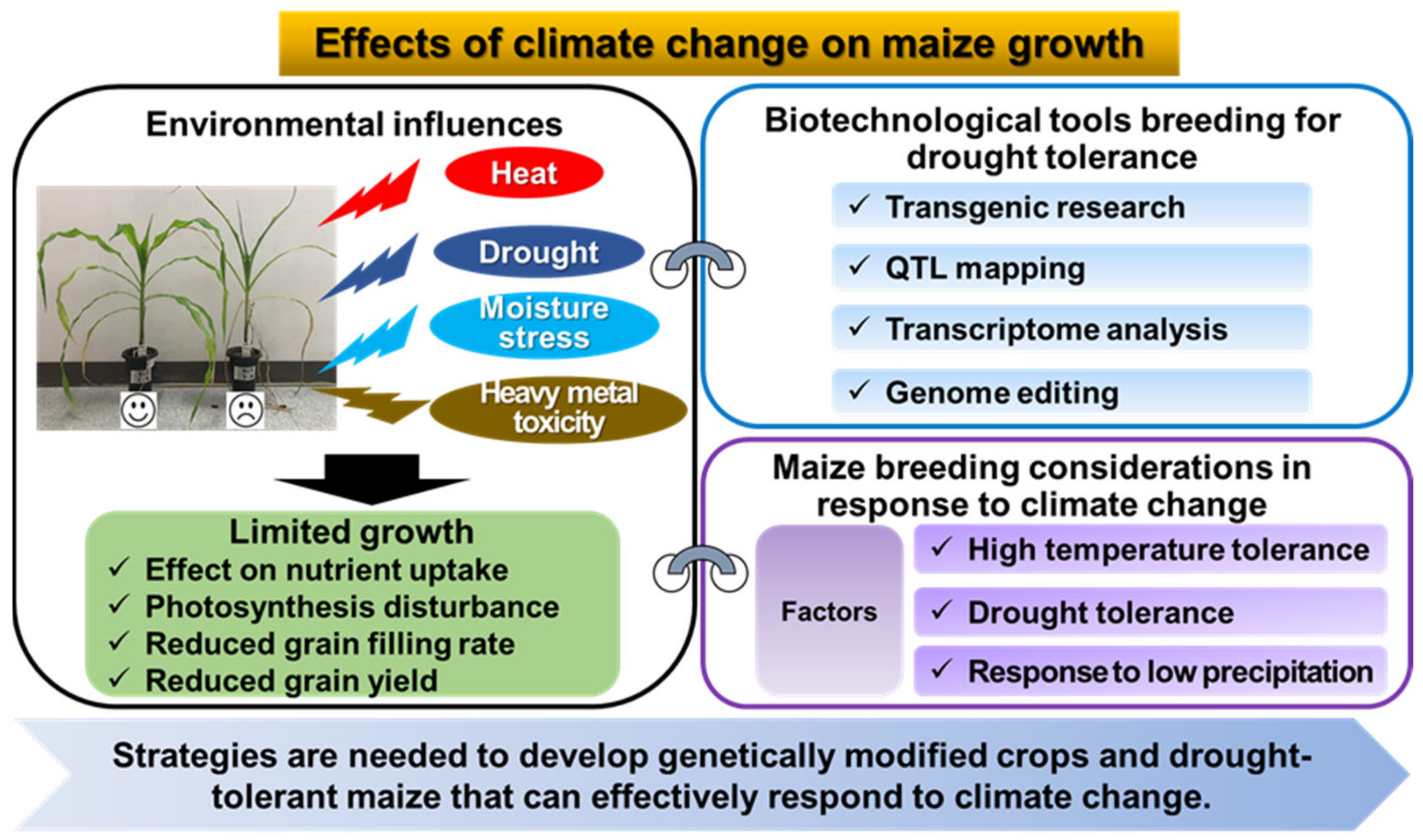 Effects of Climate Change and Drought Tolerance on Maize Growth | MDPI