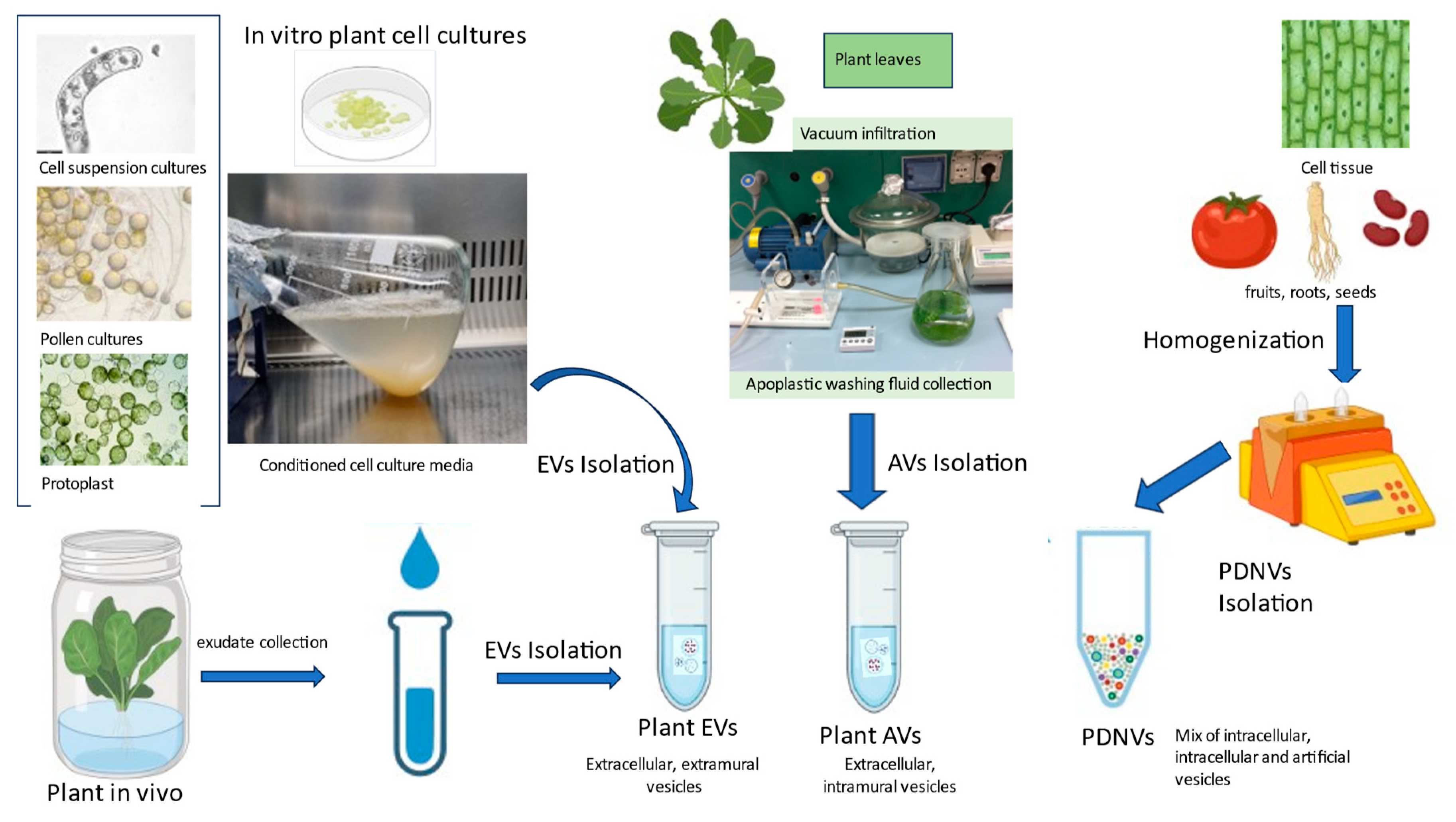 Plant Extracellular Vesicles: Current Landscape and Future Directions ...