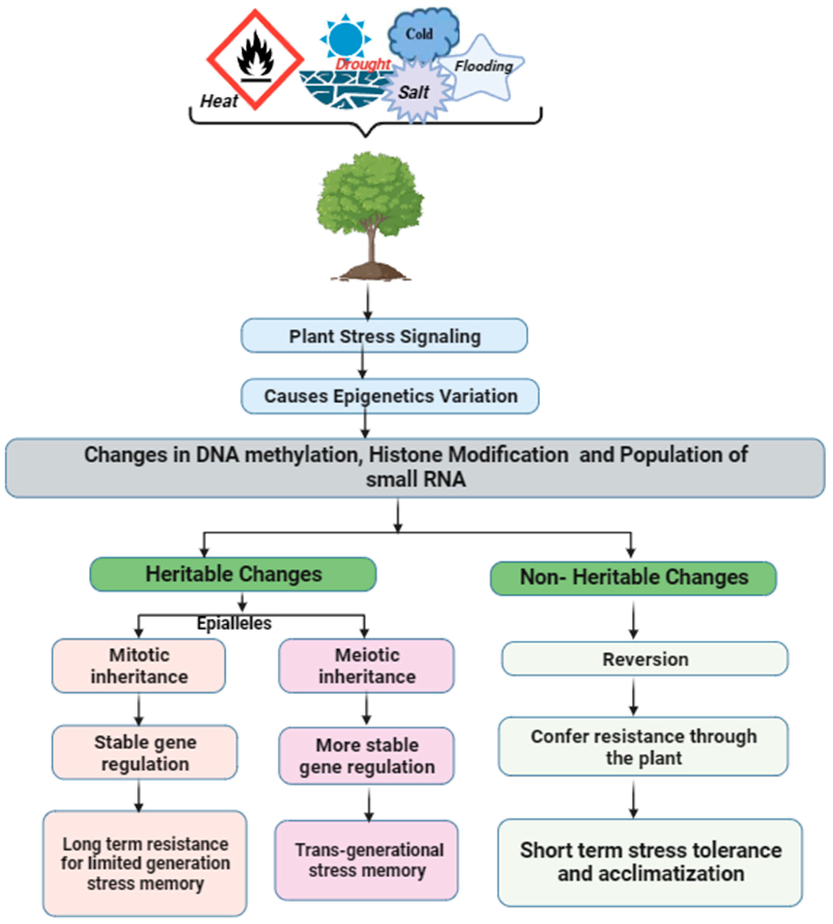 Mechanisms of Plant Epigenetic Regulation in Response to Plant Stress ...