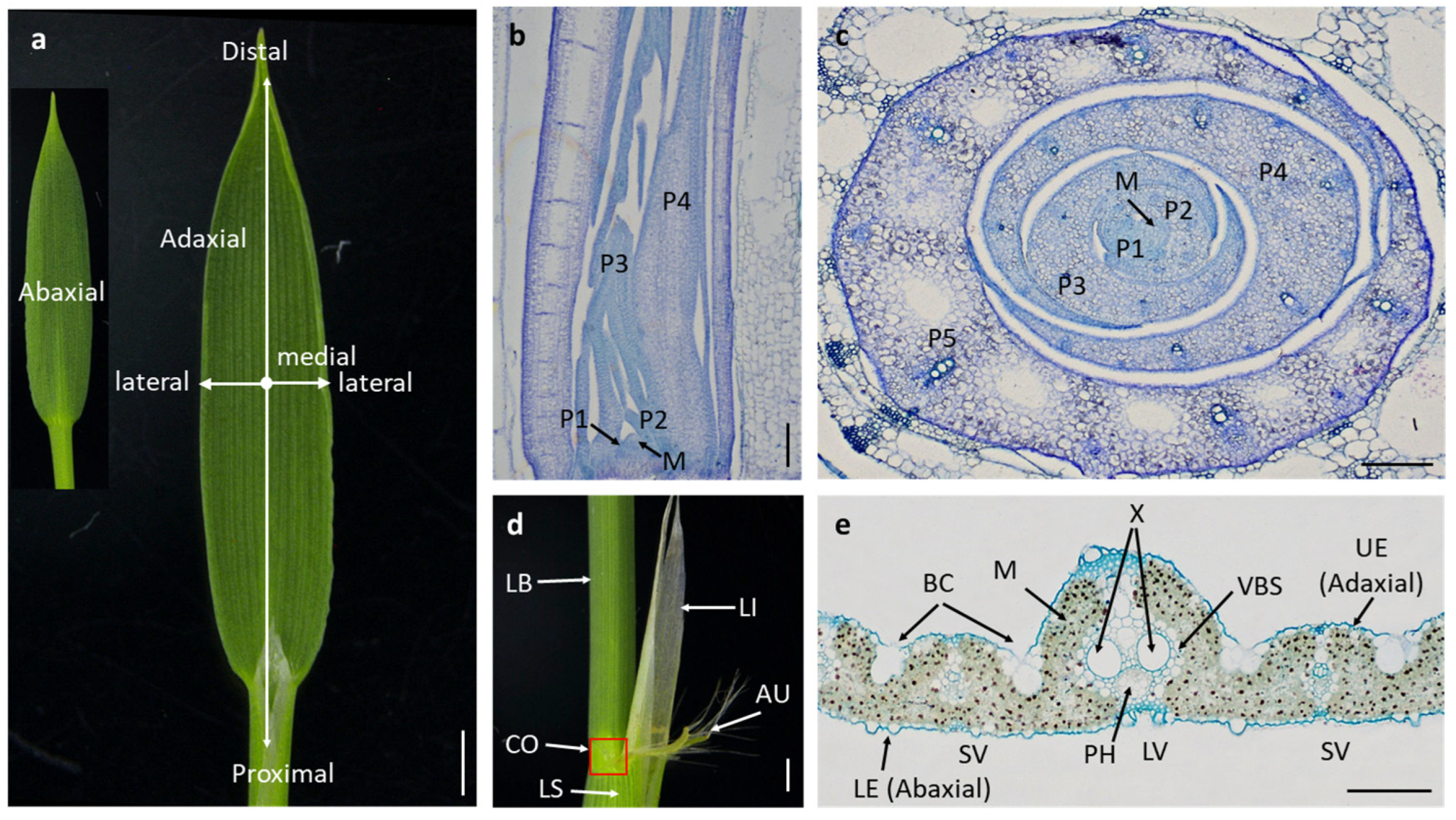 Advancements in Rice Leaf Development Research | MDPI