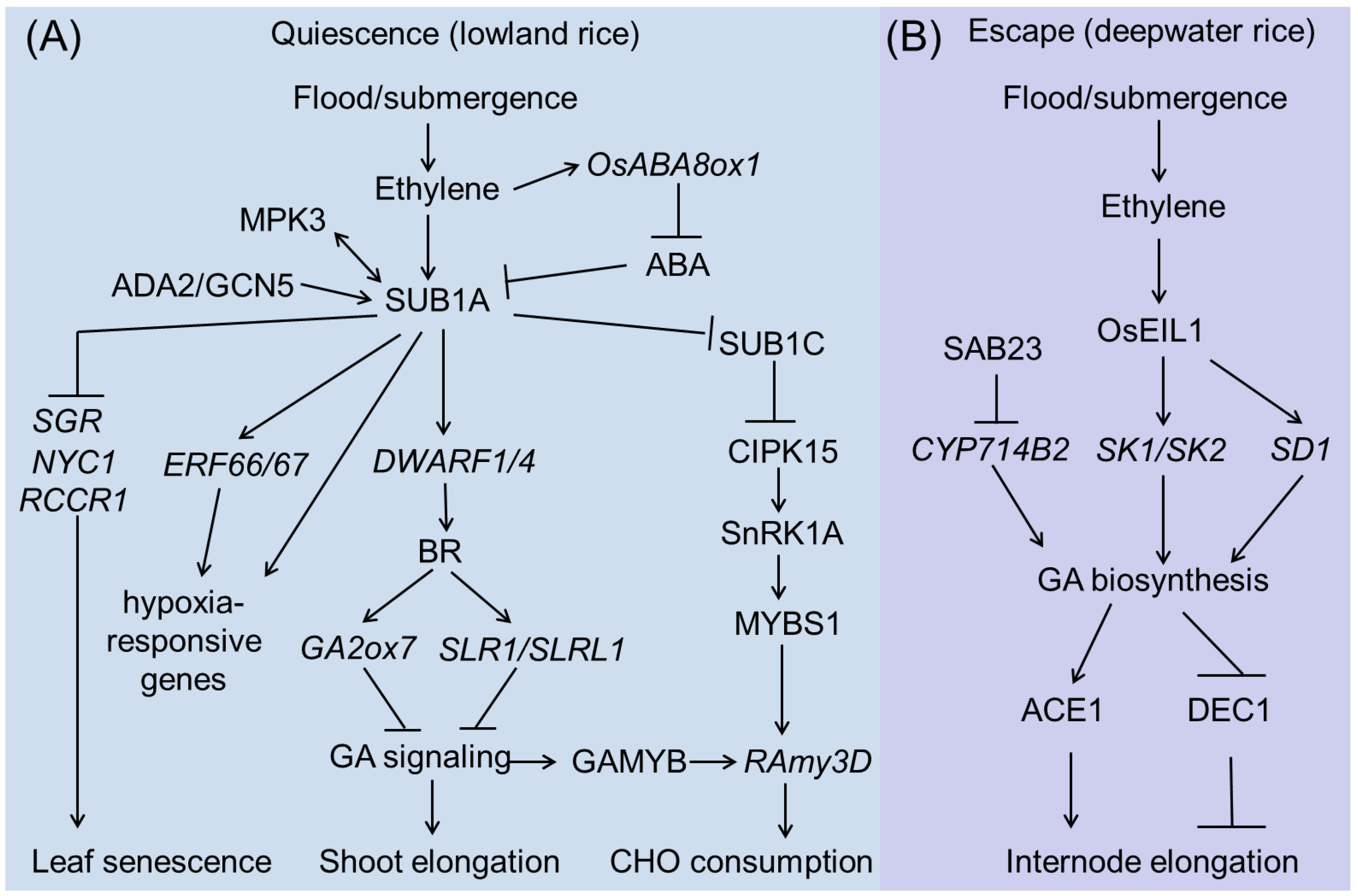 Flooding Tolerance of Rice: Regulatory Pathways and Adaptive Mechanisms ...