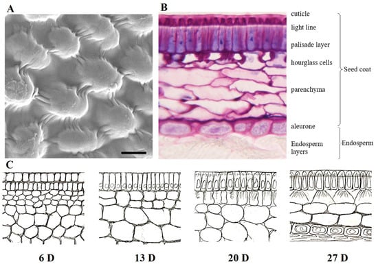 Physical Seed Dormancy in Legumes: Molecular Advances and Perspectives ...