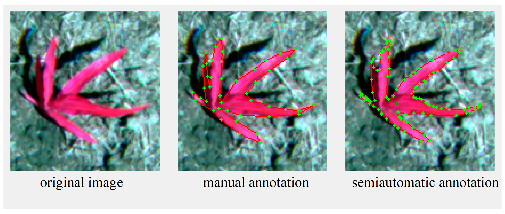 Research on Segmentation Method of Maize Seedling Plant Instances Based ...
