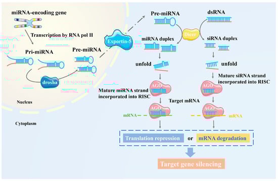 Cross-Kingdom RNA Transport Based on Extracellular Vesicles Provides ...