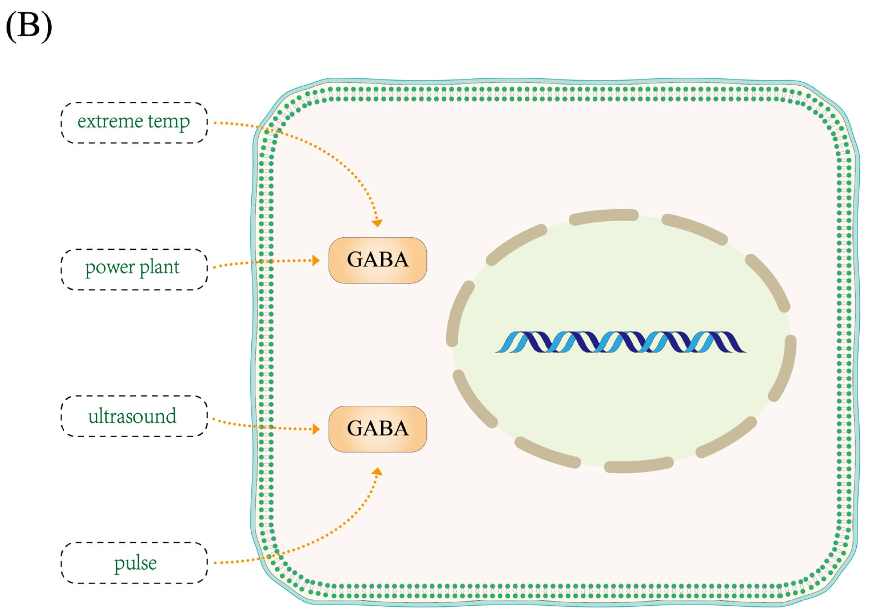 Advances in Plant GABA Research: Biological Functions, Synthesis ...