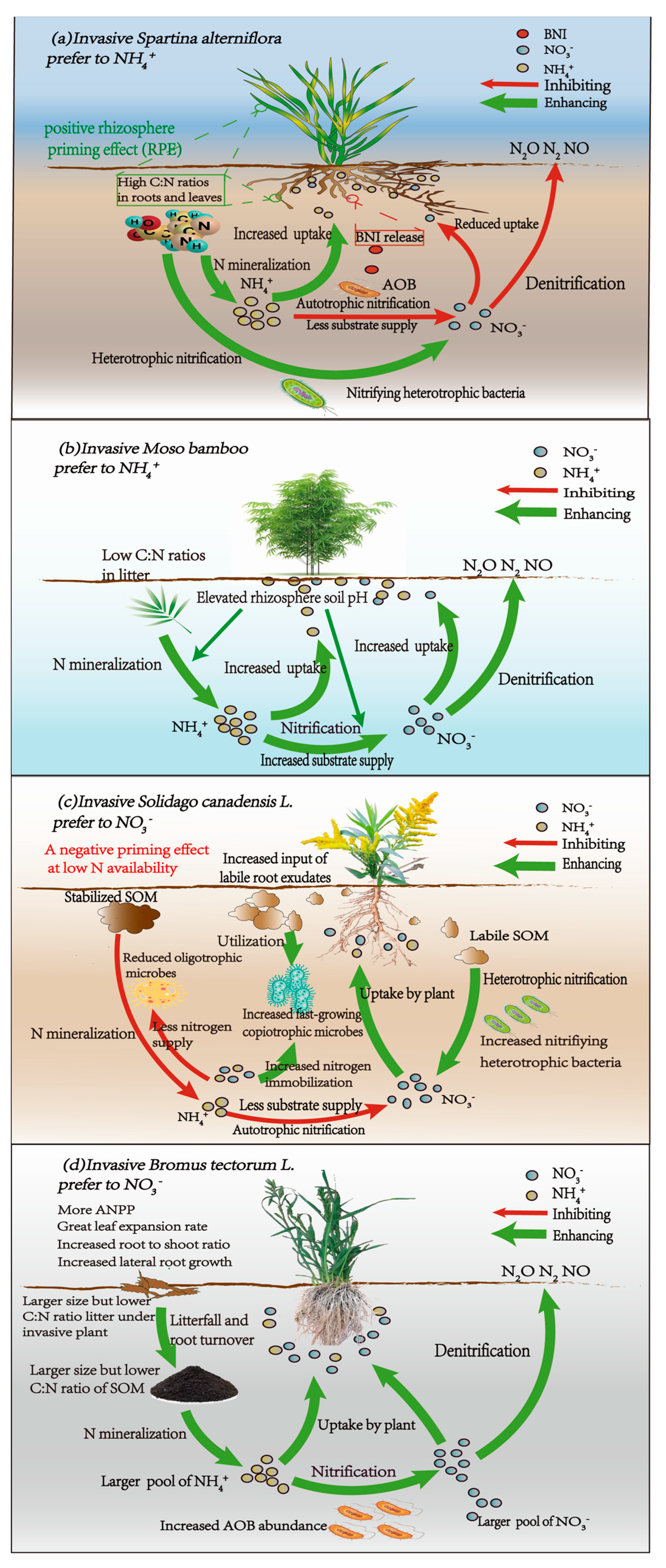 Nitrogen Acquisition by Invasive Plants: Species Preferential N Uptake ...