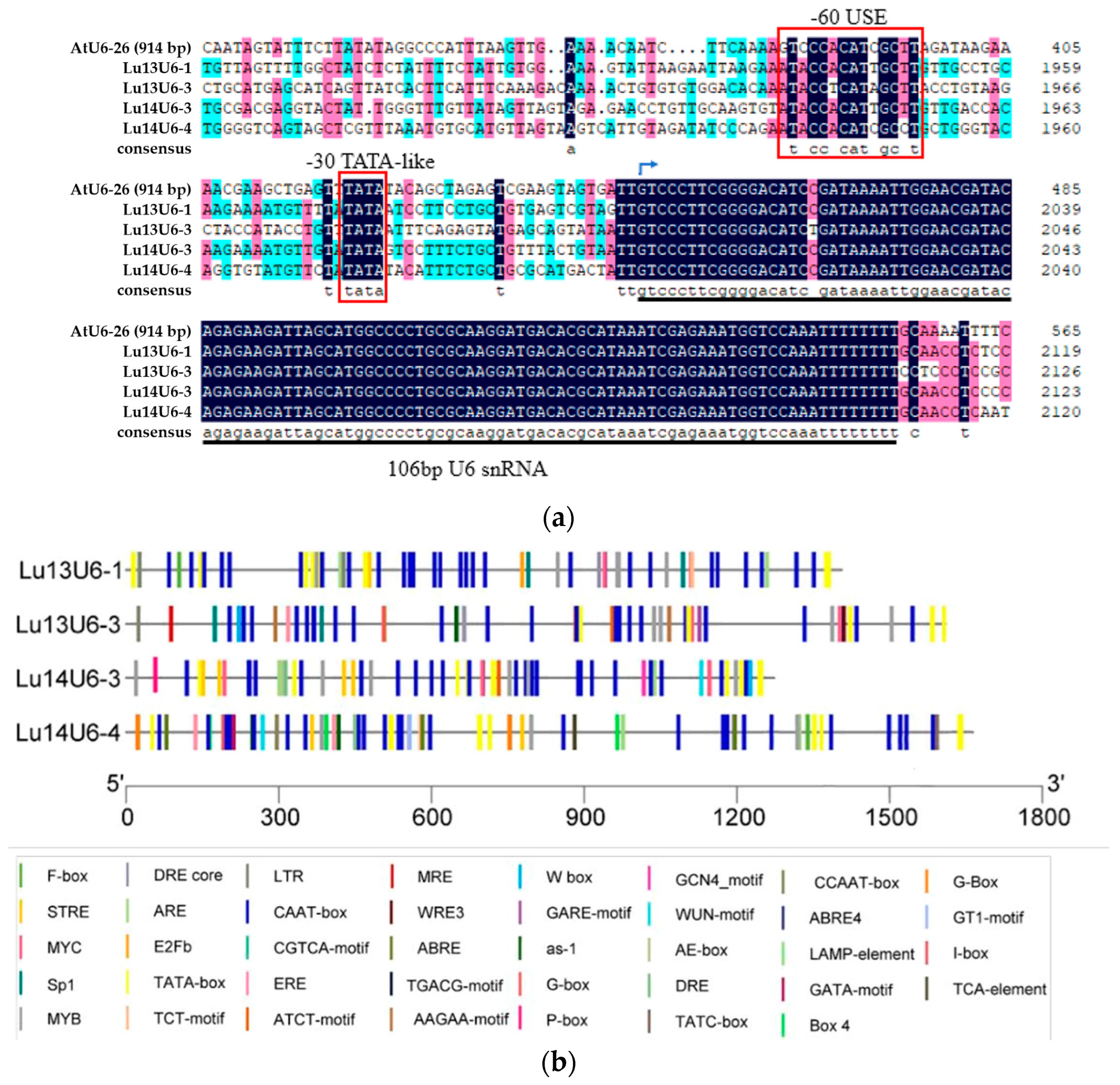 A Truncated Endogenous U6 Promoter Enables High-Efficiency CRISPR Editing in Flax (Linum ...