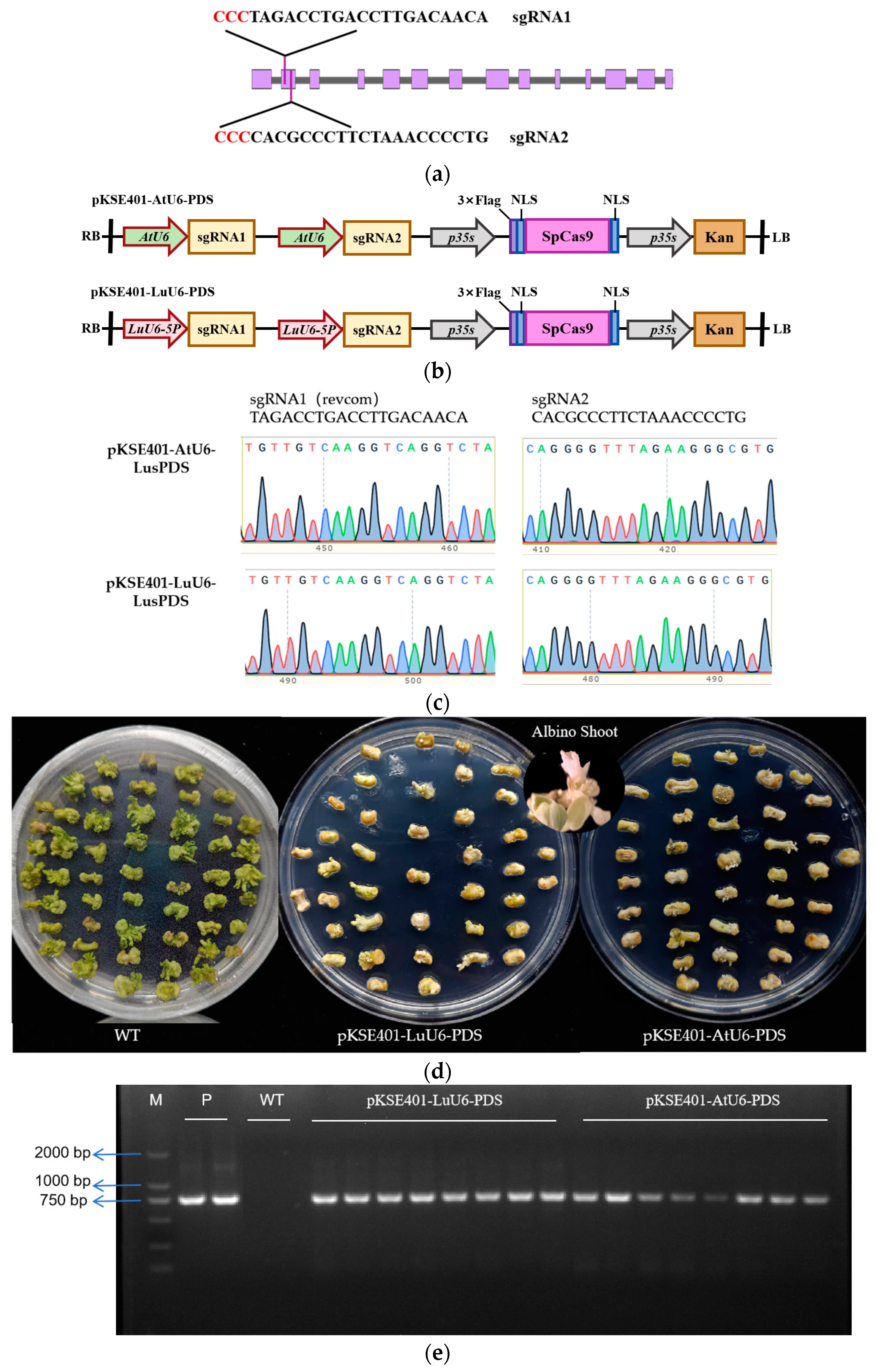 A Truncated Endogenous U6 Promoter Enables High-Efficiency CRISPR ...