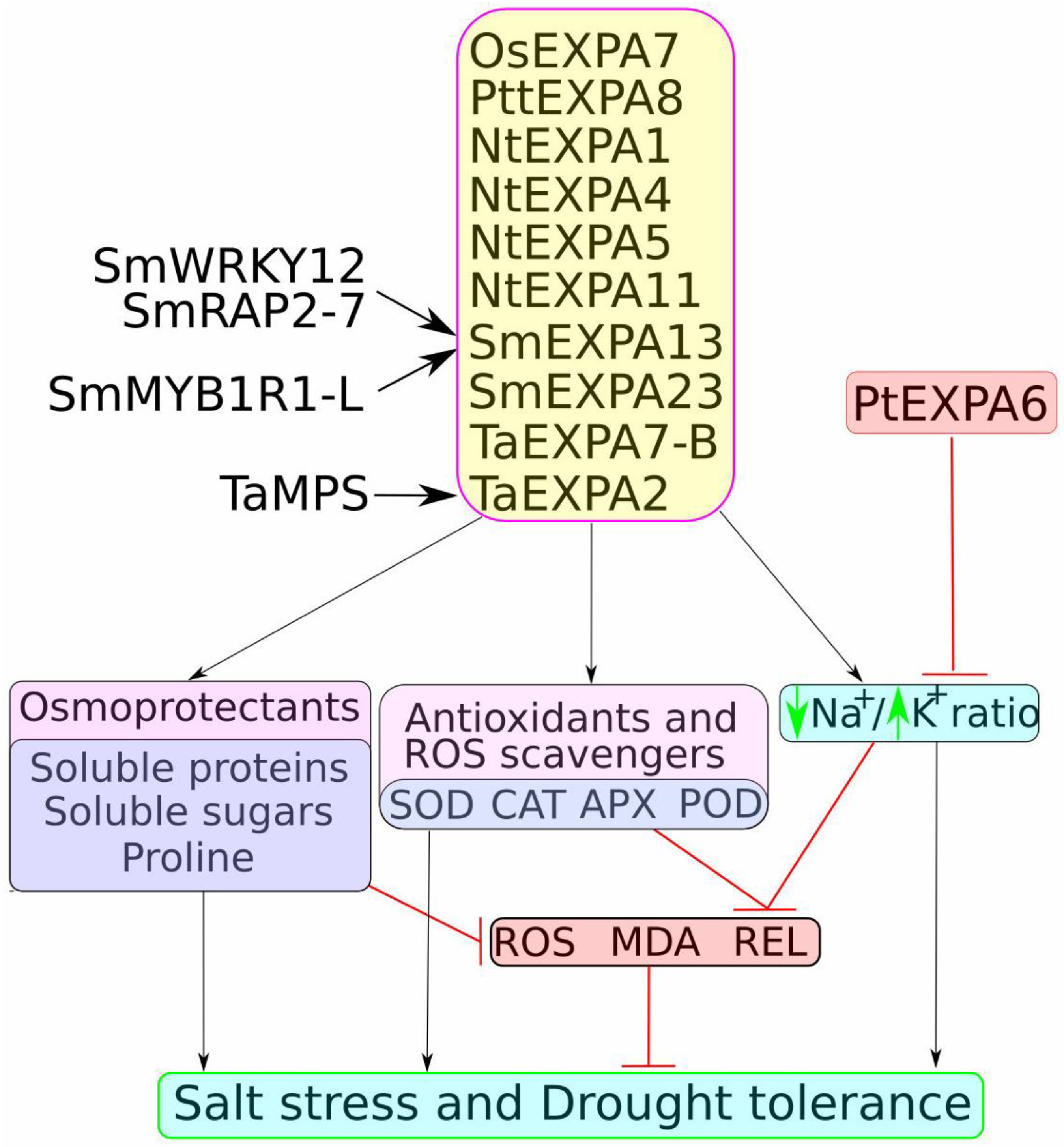 Expansins in Salt and Drought Stress Adaptation: From Genome-Wide ...