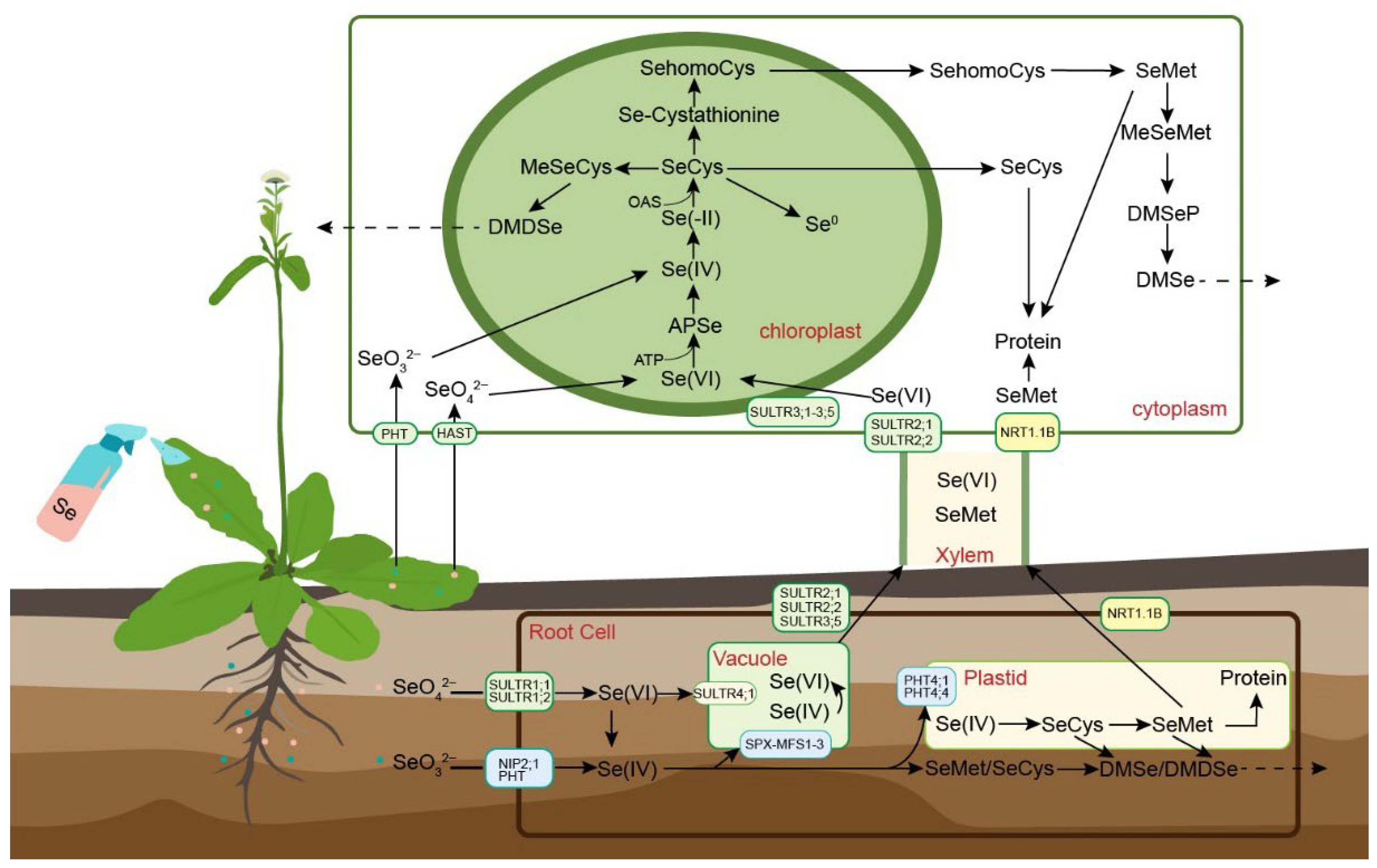 Selenium Compounds and Their Bioactivities: Molecular Mechanisms and ...