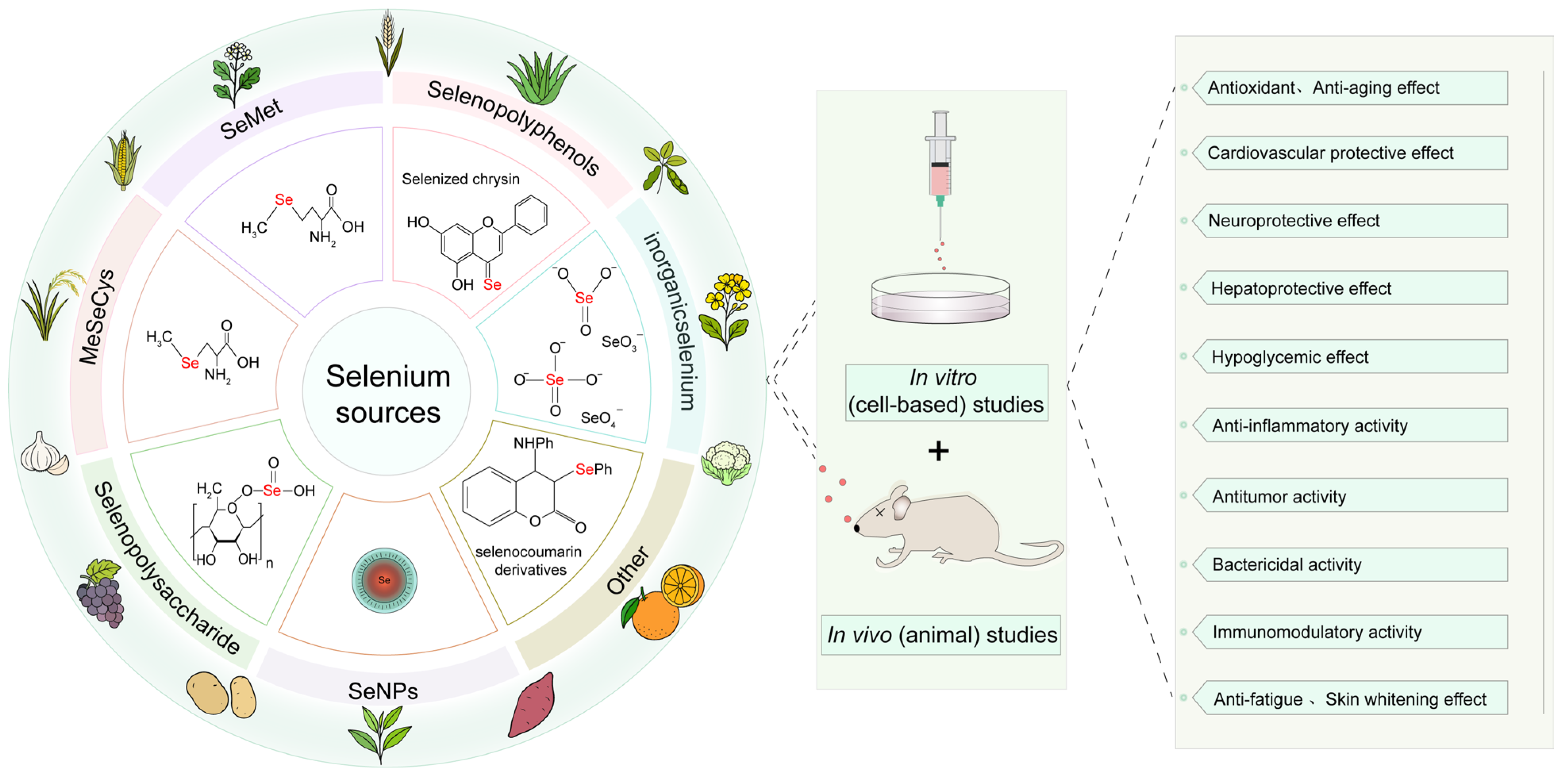 Selenium Compounds and Their Bioactivities: Molecular Mechanisms and ...
