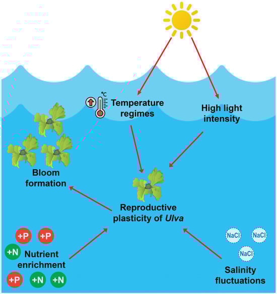 Advances in the Genus Ulva Research: From Structural Diversity to ...